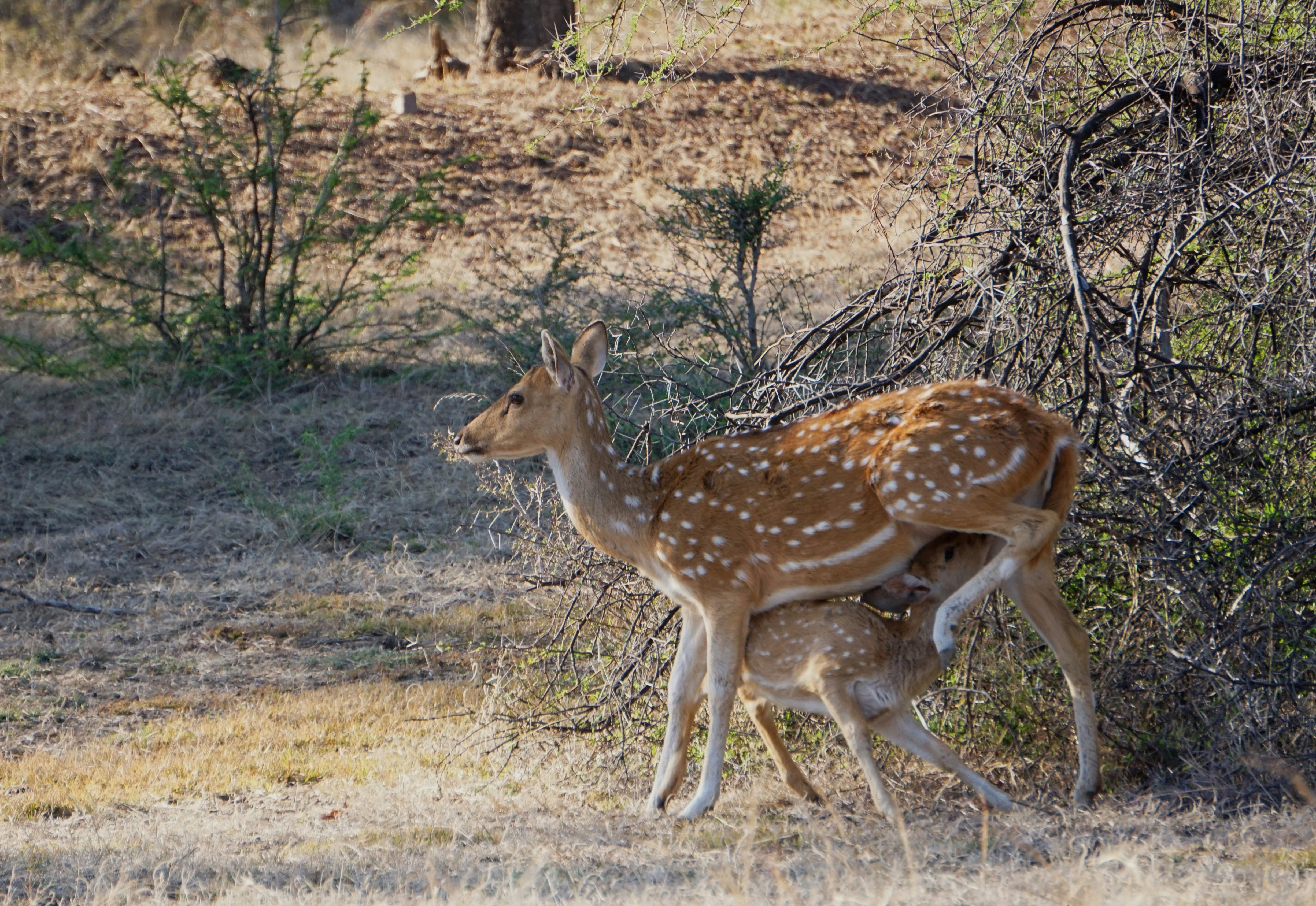 Spotted fawn cautiously walking through a sunlit forest clearing.
