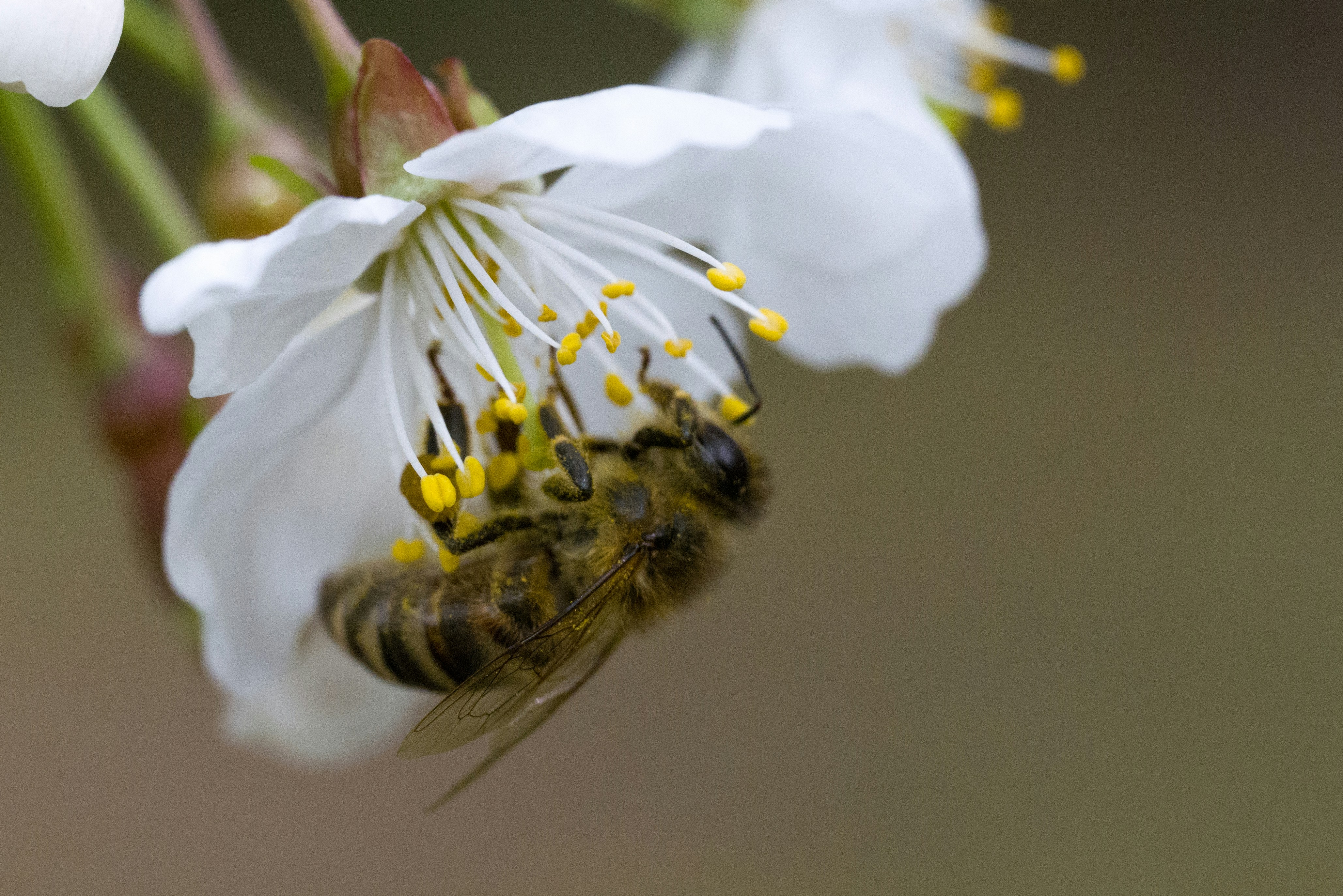 A close up of a bee on a flower photo – Free Bee Image on Unsplash