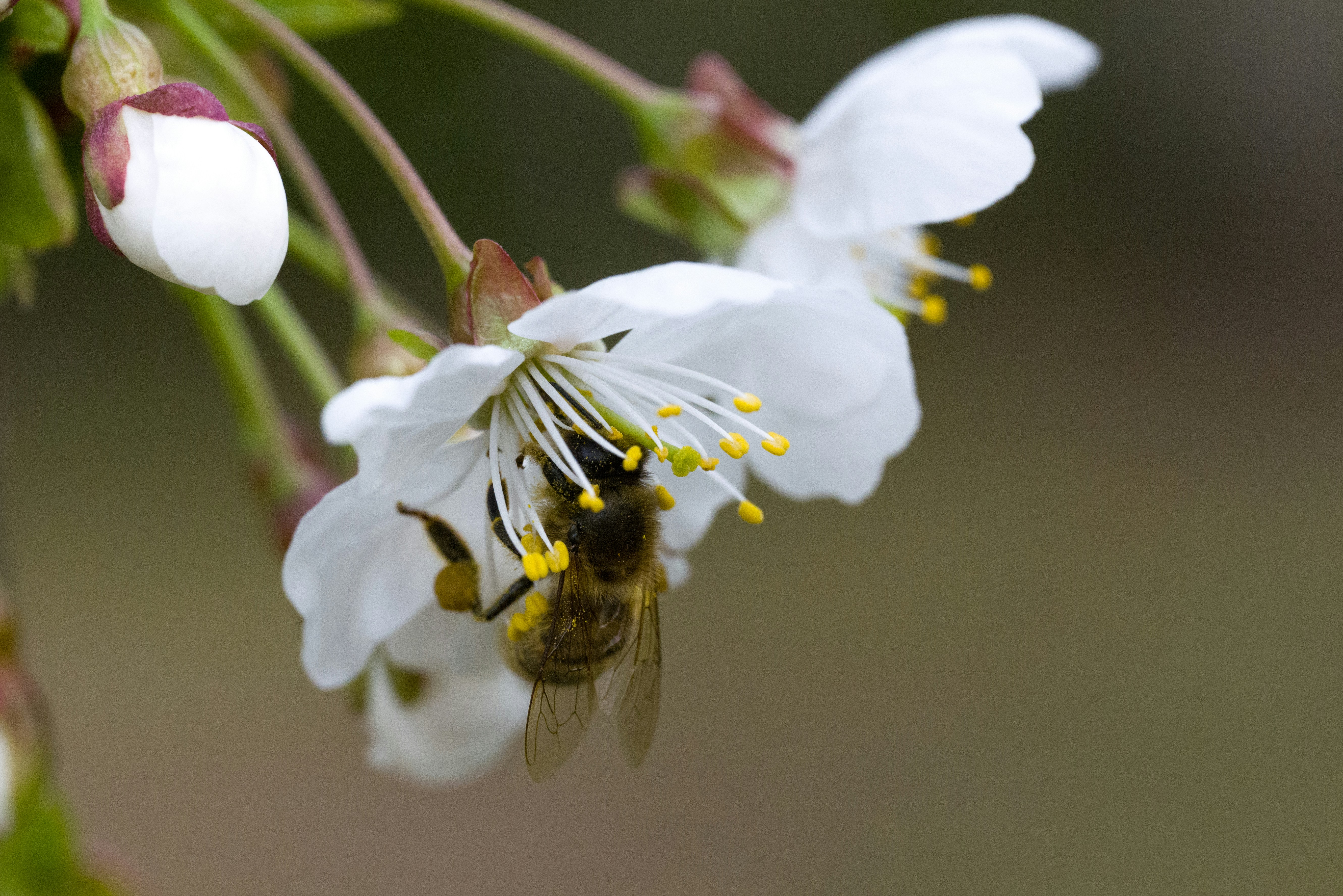 Nectar Quest on a White Blossom