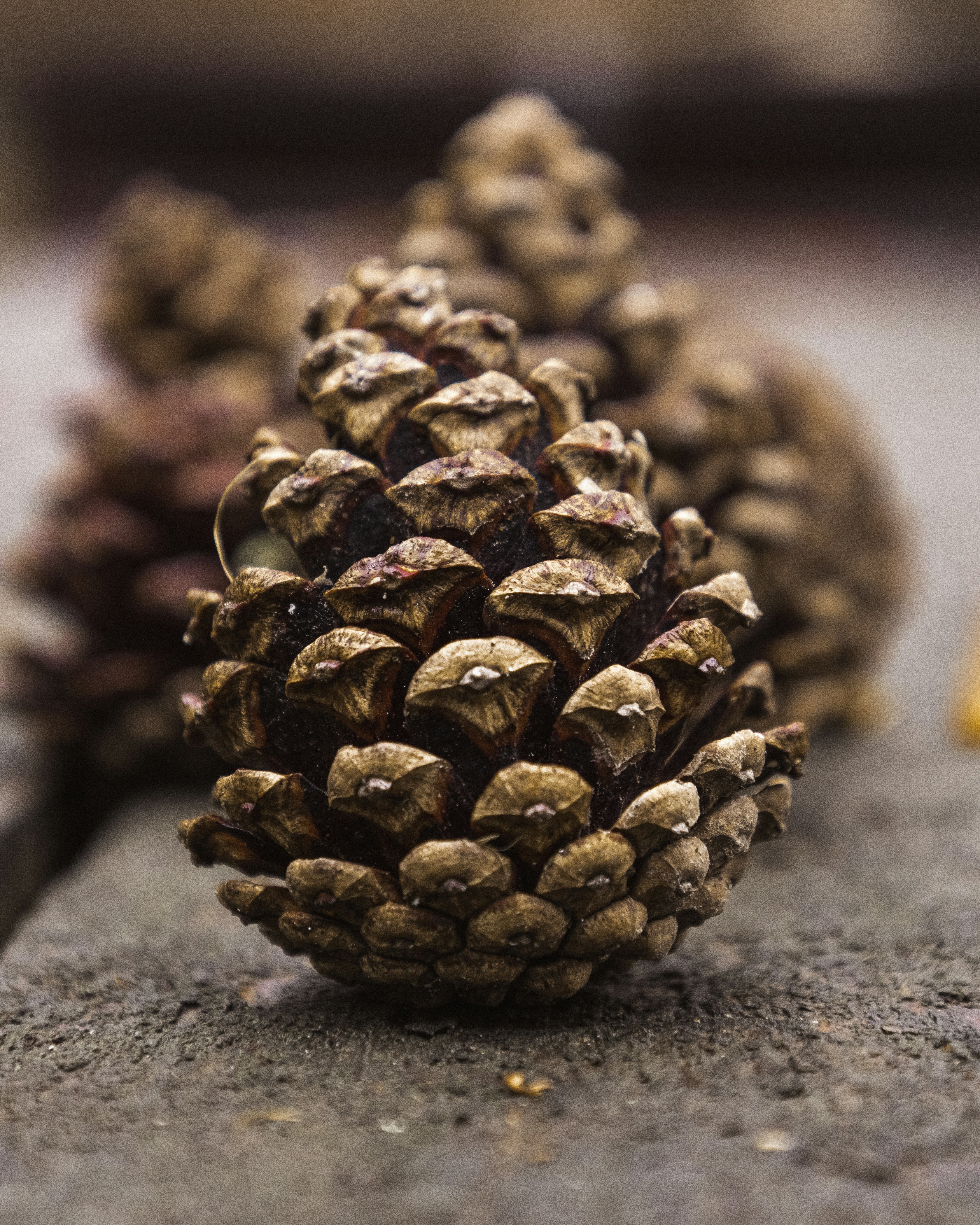 Close-up of pine cones resting on a wooden surface, showcasing intricate details and natural textures.