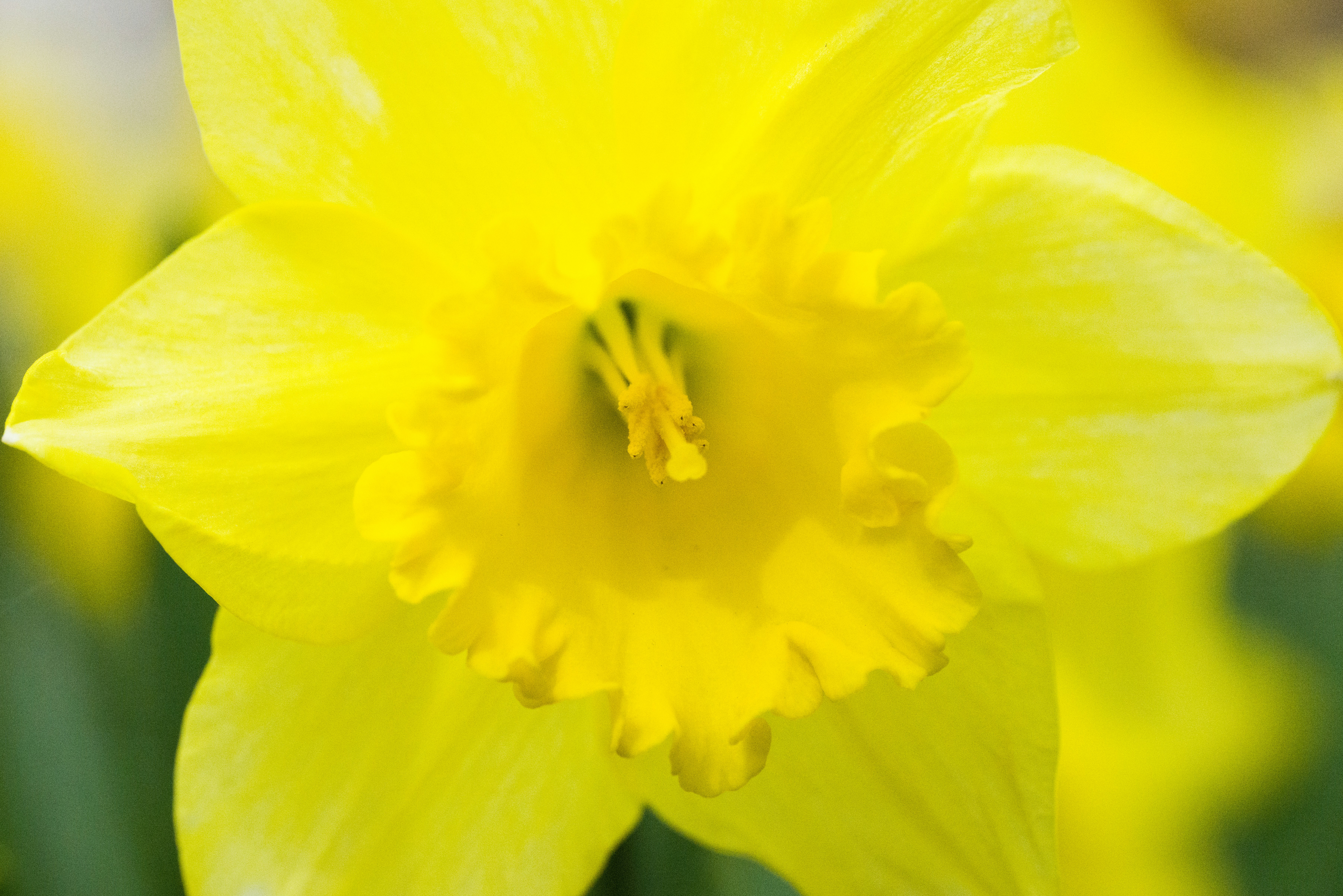 Close-up of a vibrant yellow daffodil showcasing intricate petal details and a central trumpet structure.