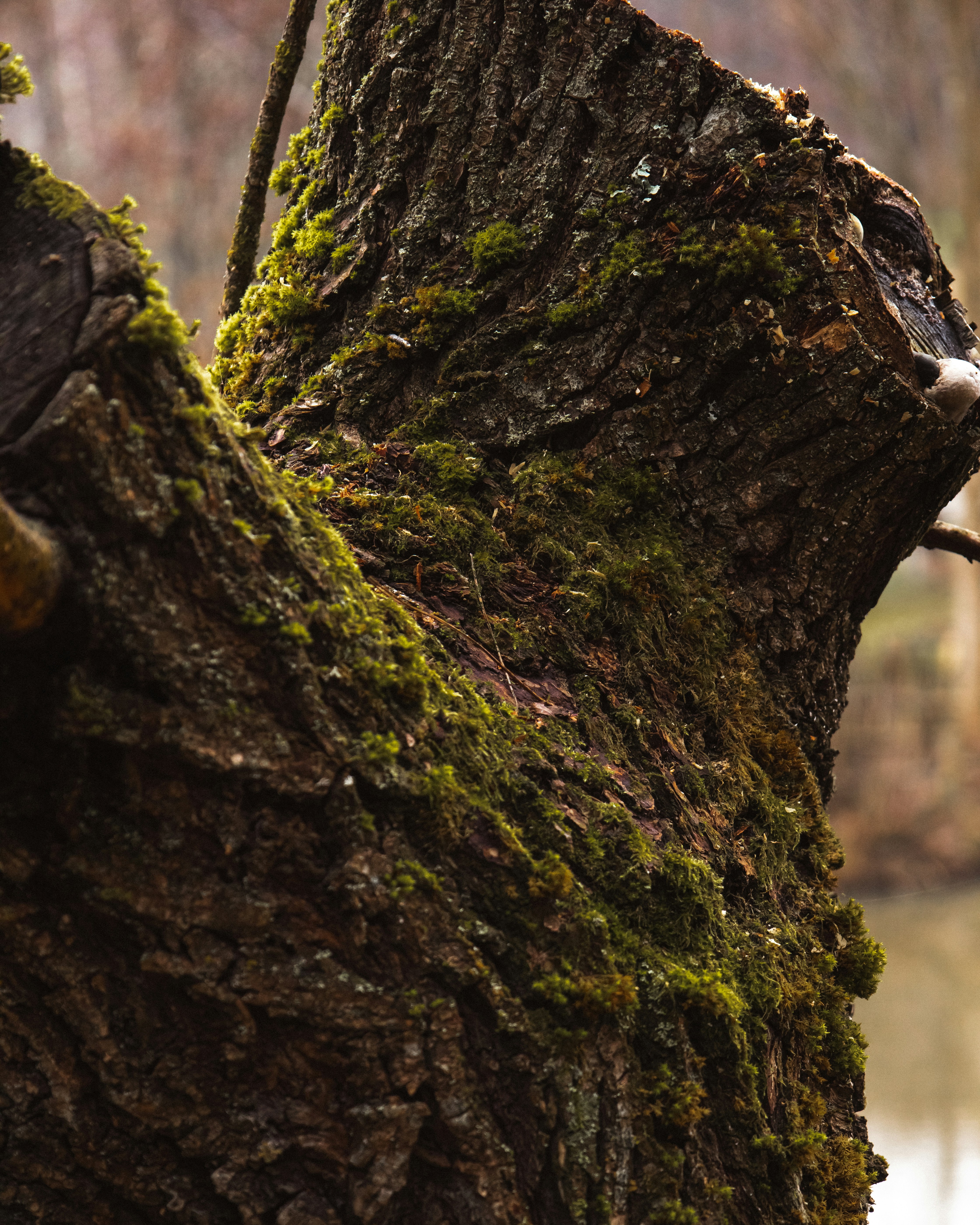 Close-up of a moss-covered tree trunk, showcasing intricate textures and natural details. The scene evokes a sense of tranquility and connection to nature.