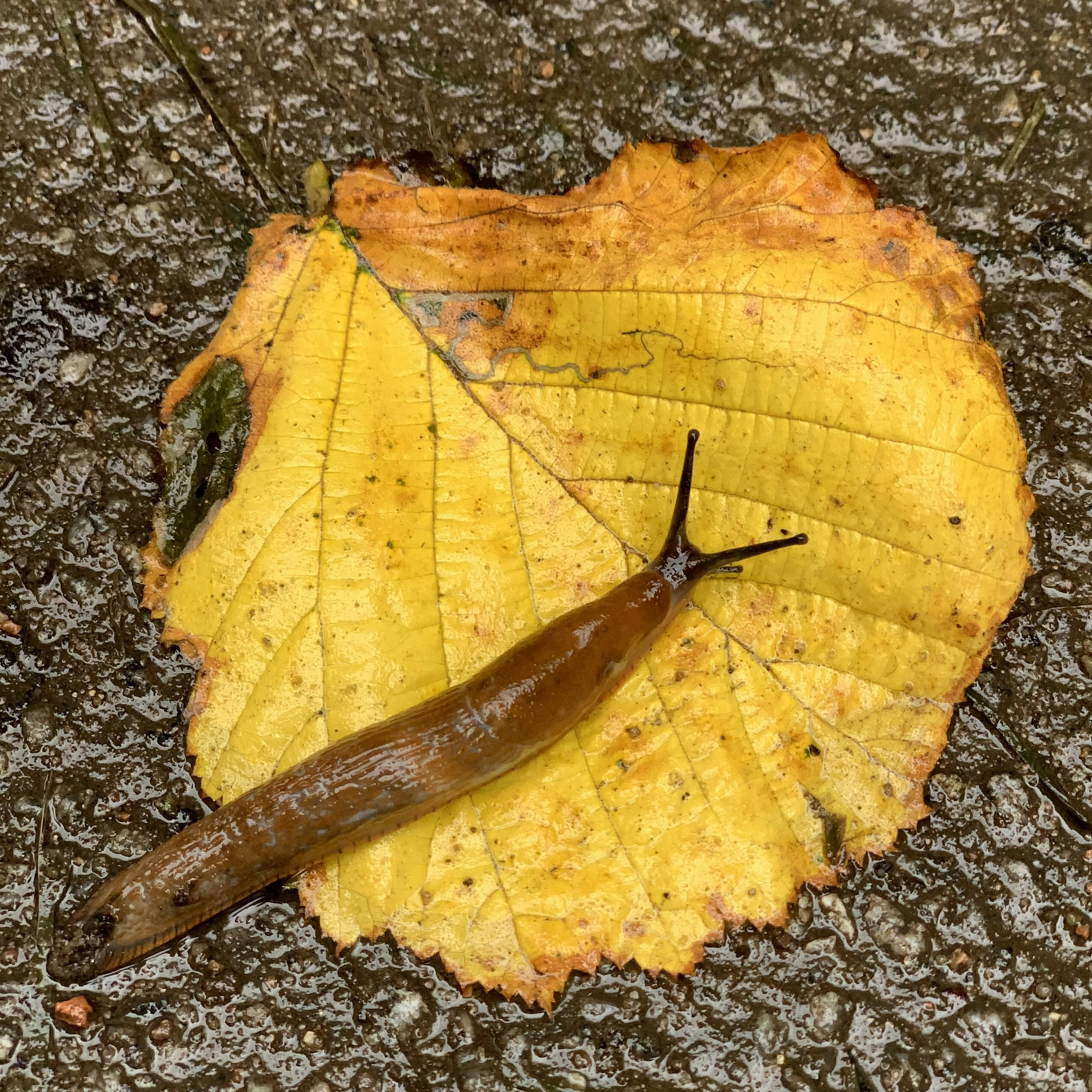 A brown slug glides over a vibrant yellow leaf, showcasing the contrast of life against the backdrop of autumn foliage.