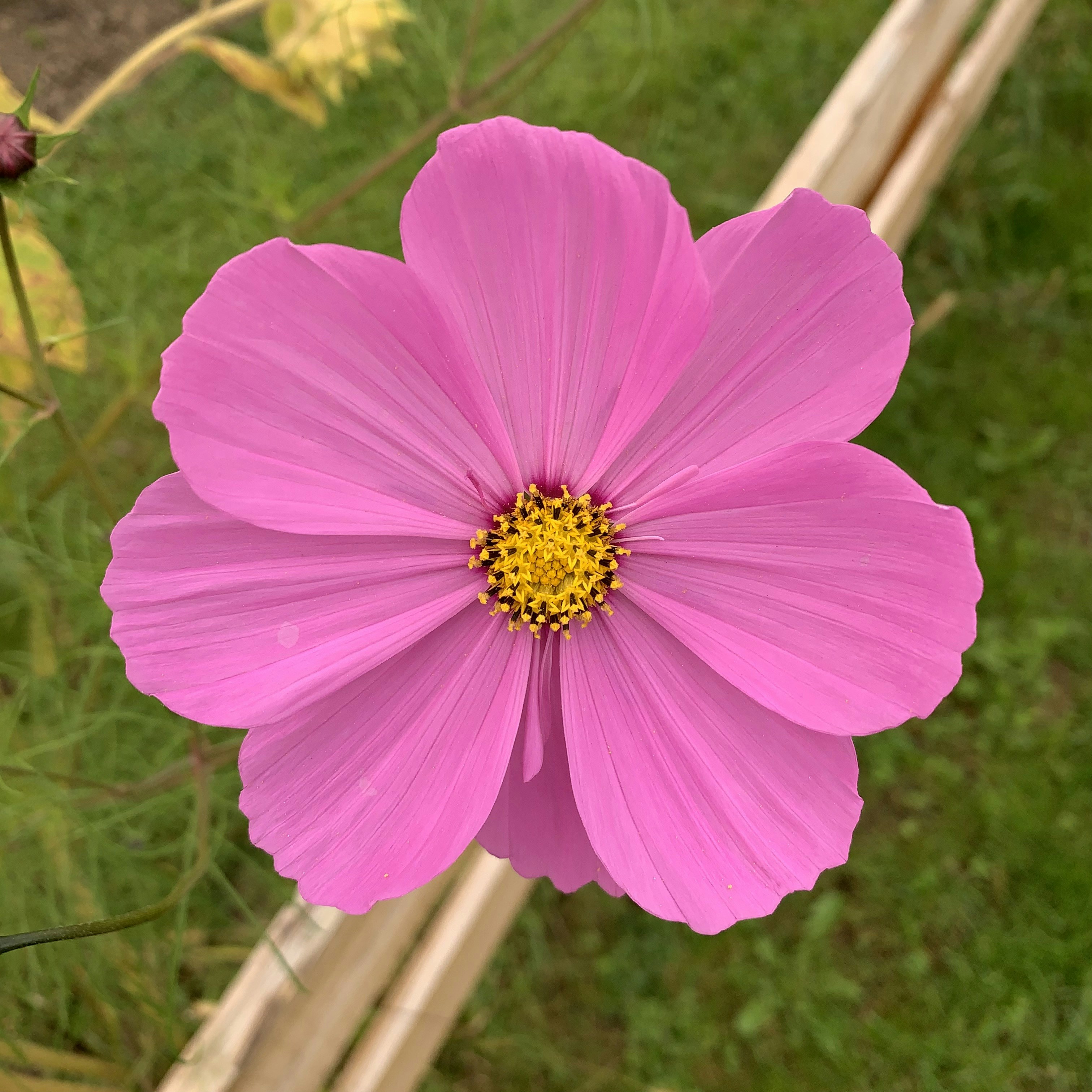Vibrant pink cosmos flower showcasing delicate petals and a striking yellow center against a lush green backdrop.