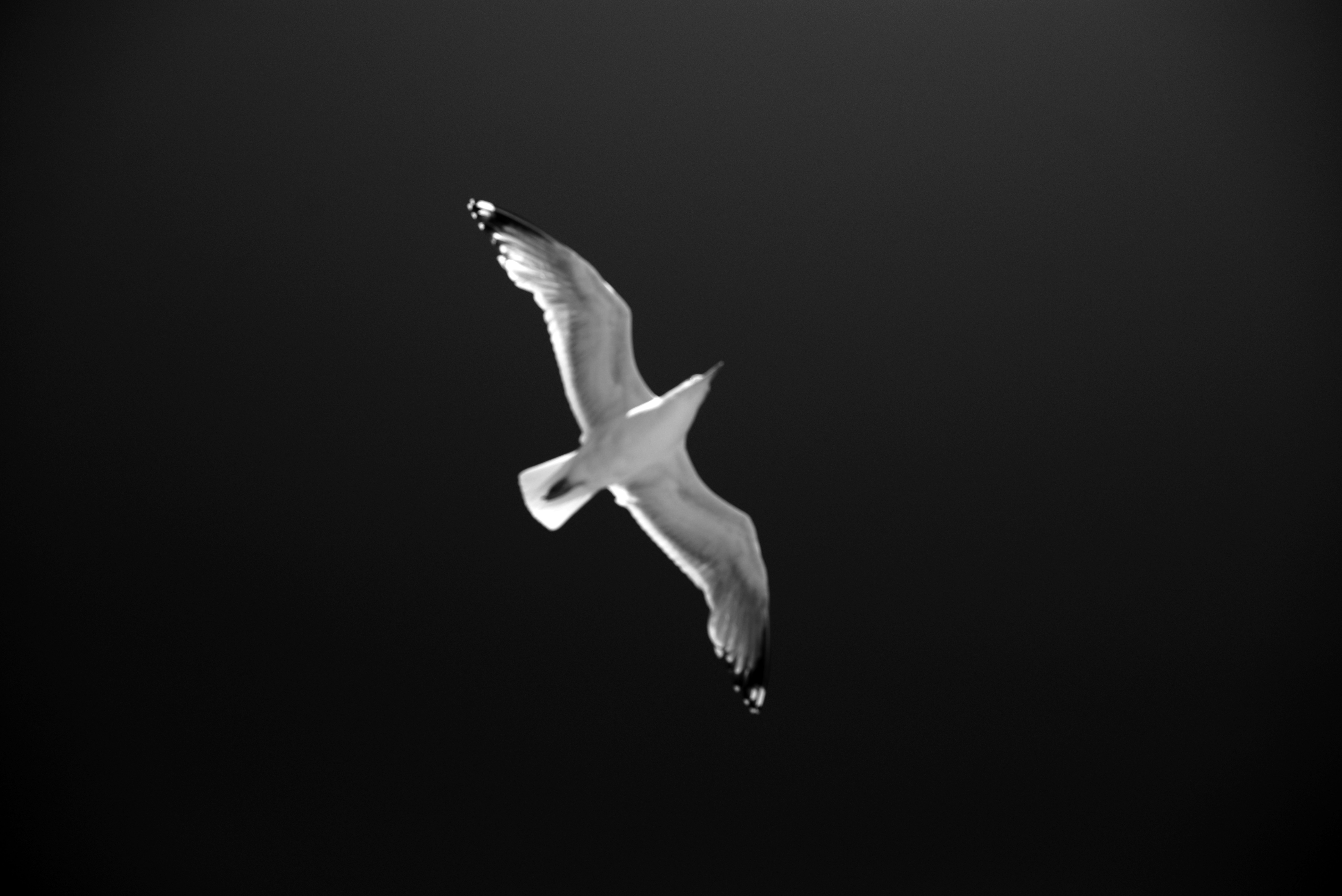 Monochrome Glide: A Seagull Across Velvet Darkness