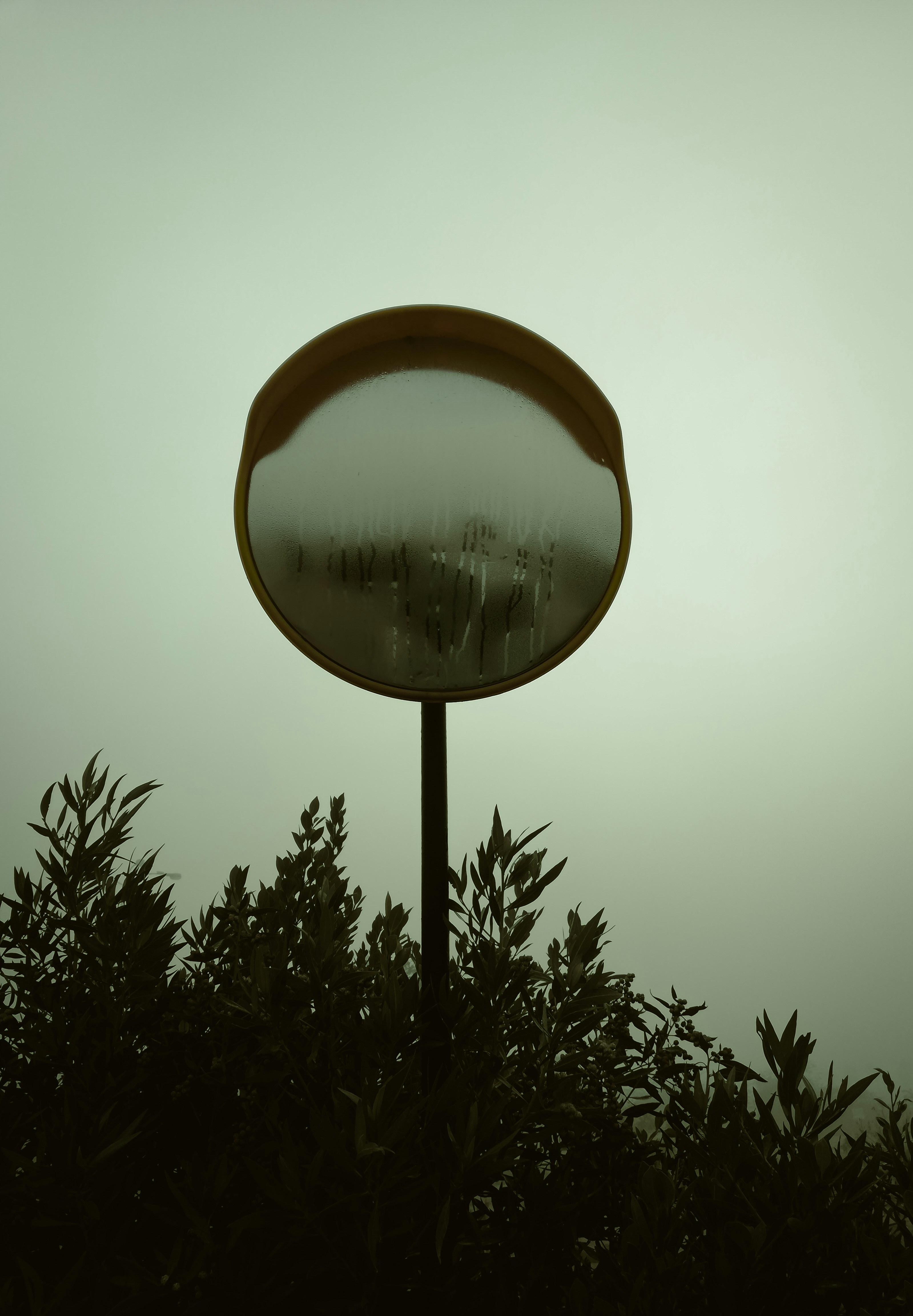 Round Sentinel Over Shadowed Shrubs in a Greenish Dusk