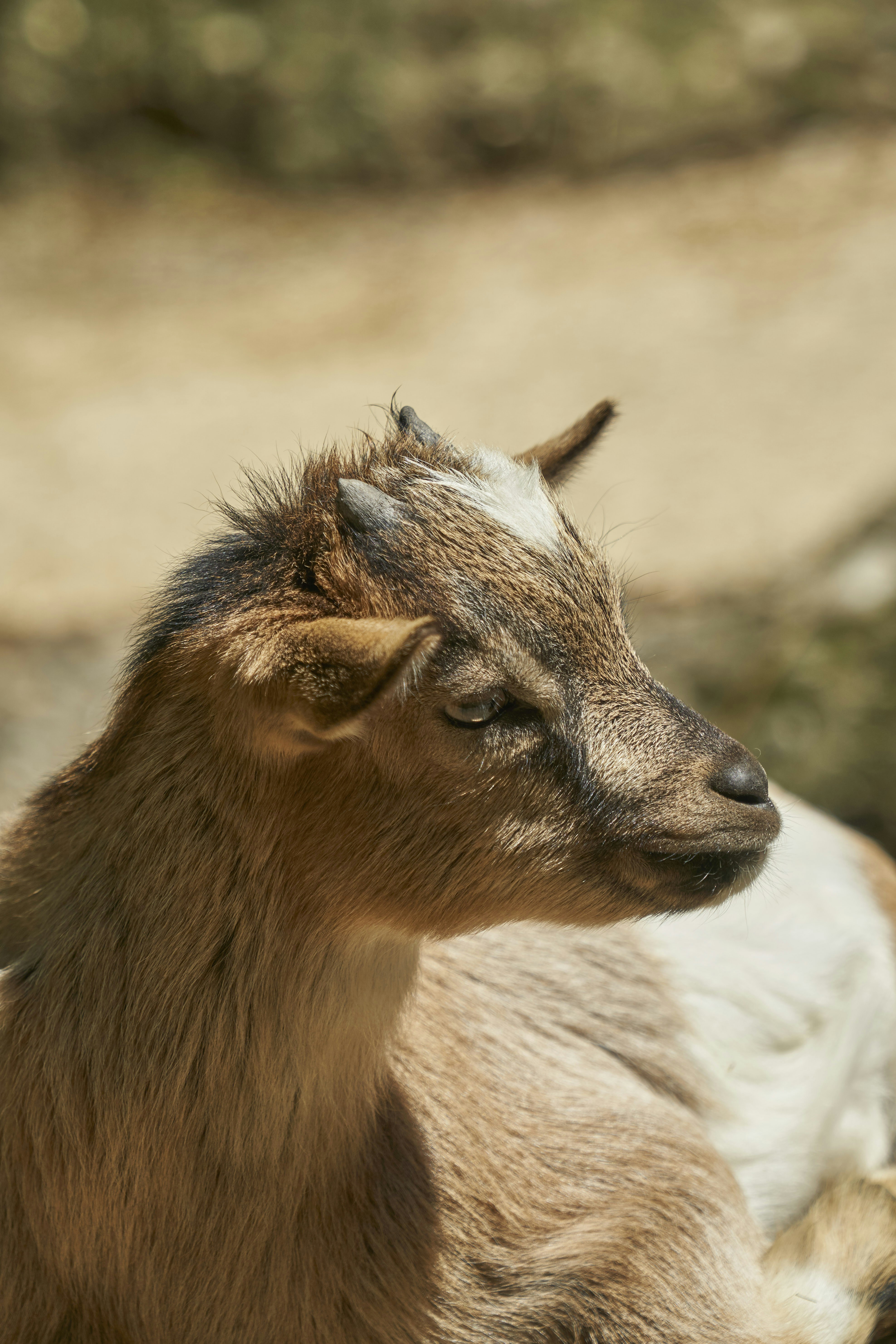 Sunlit Side Profile of a Mountain Goat