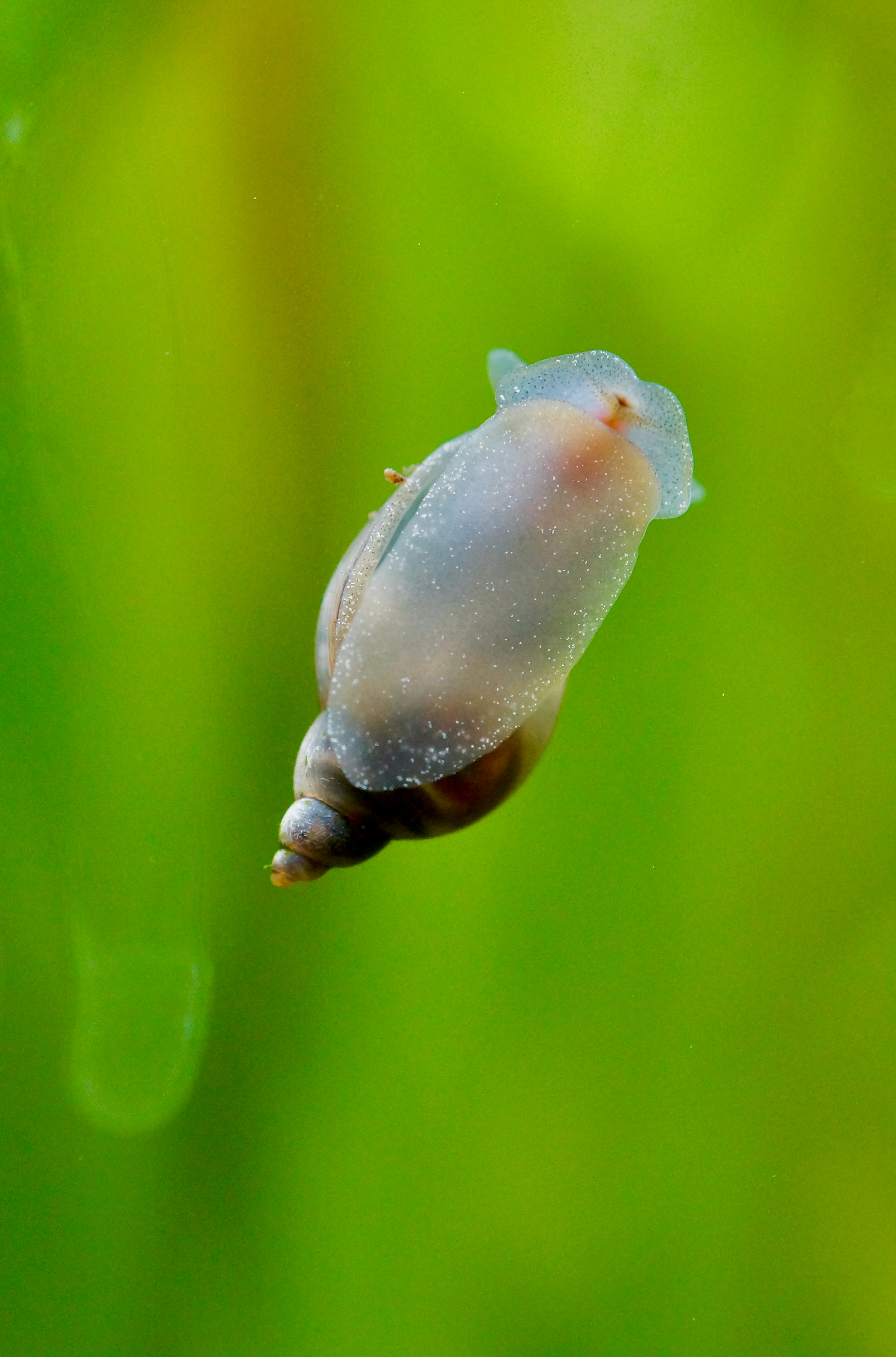 Suspended Spiral: a tiny snail clings to a dewy veil in lush green