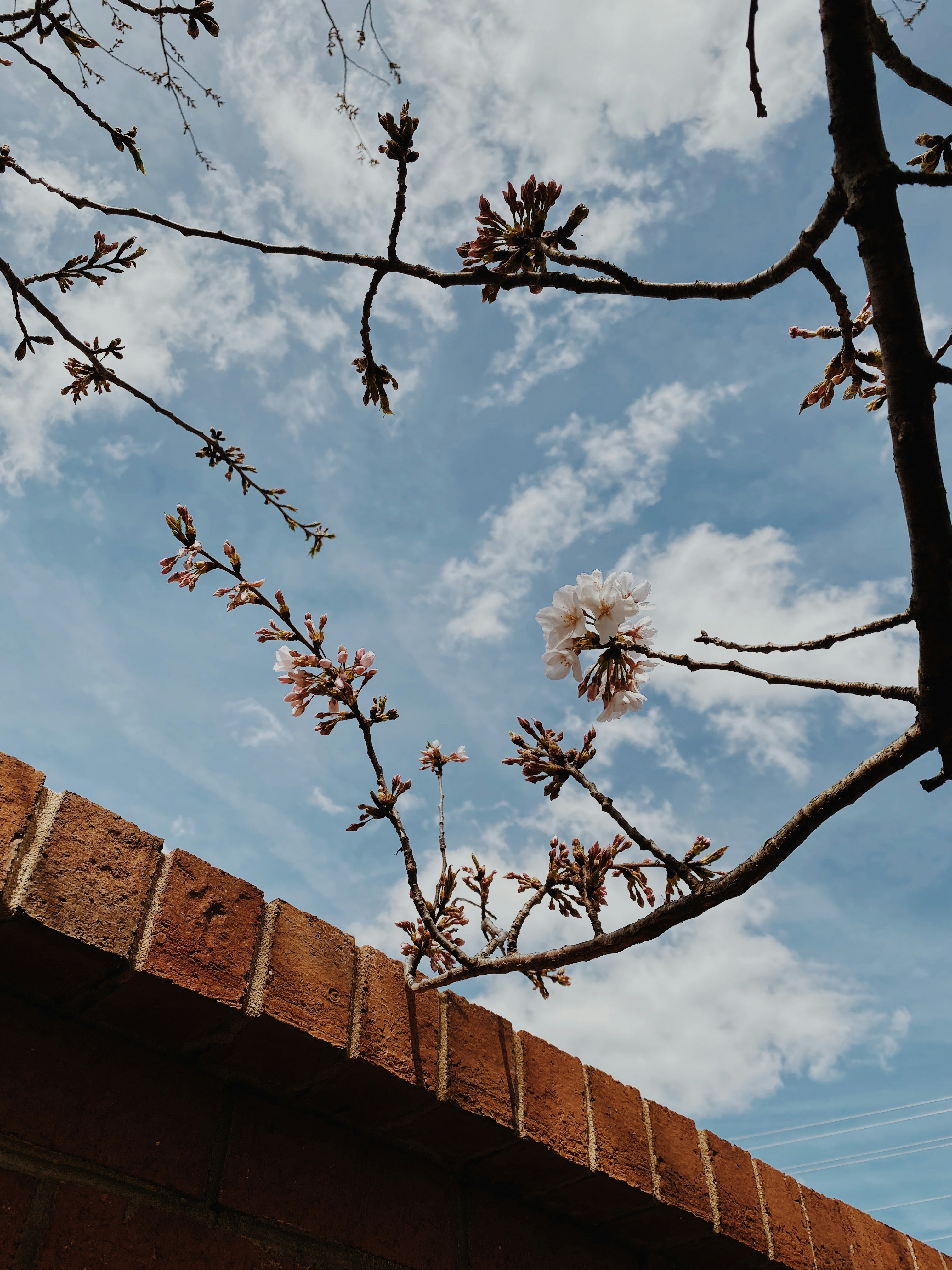 Solitary White Blossom Framed by Branches Against a Clear Sky