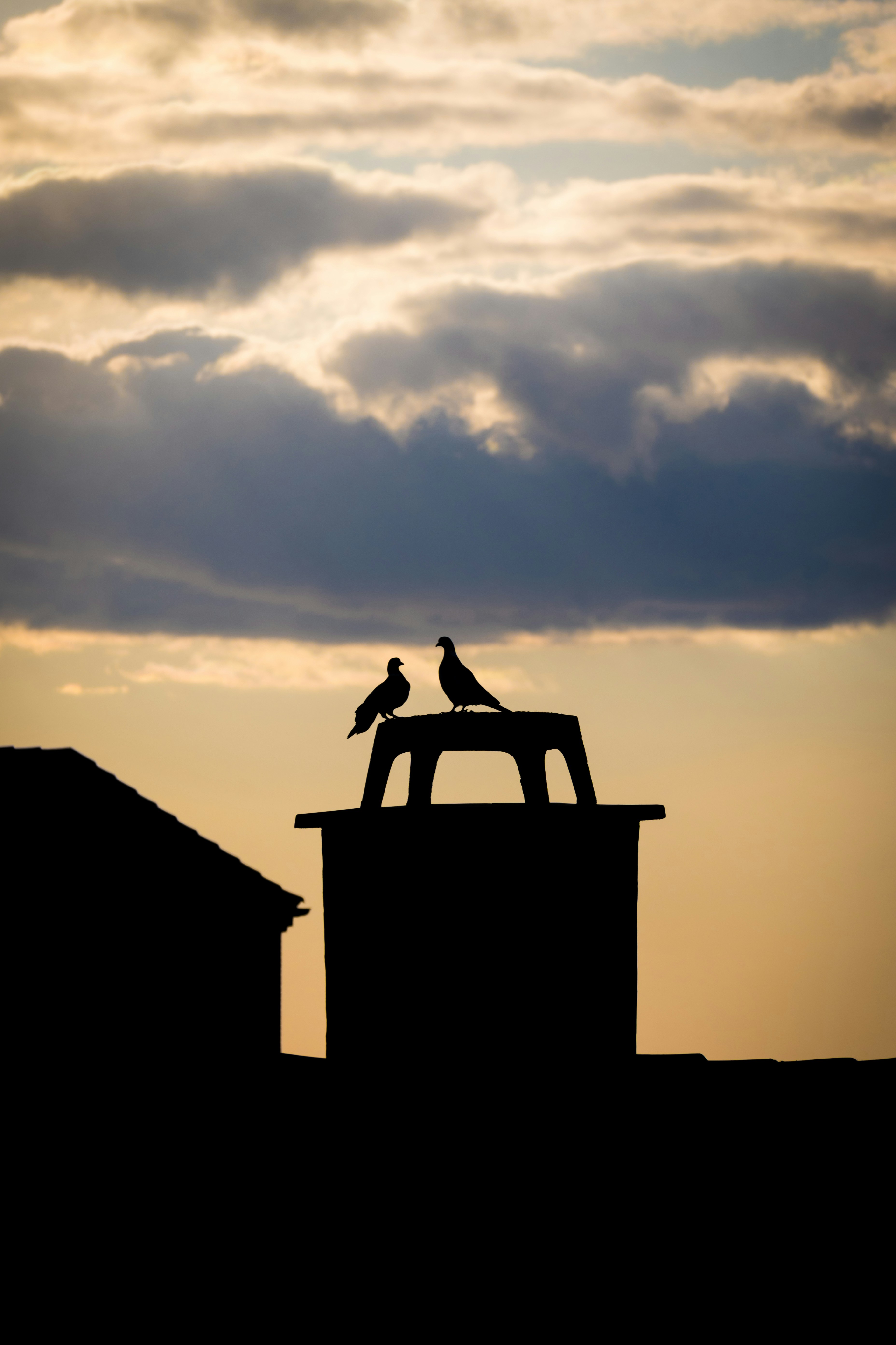 Two birds