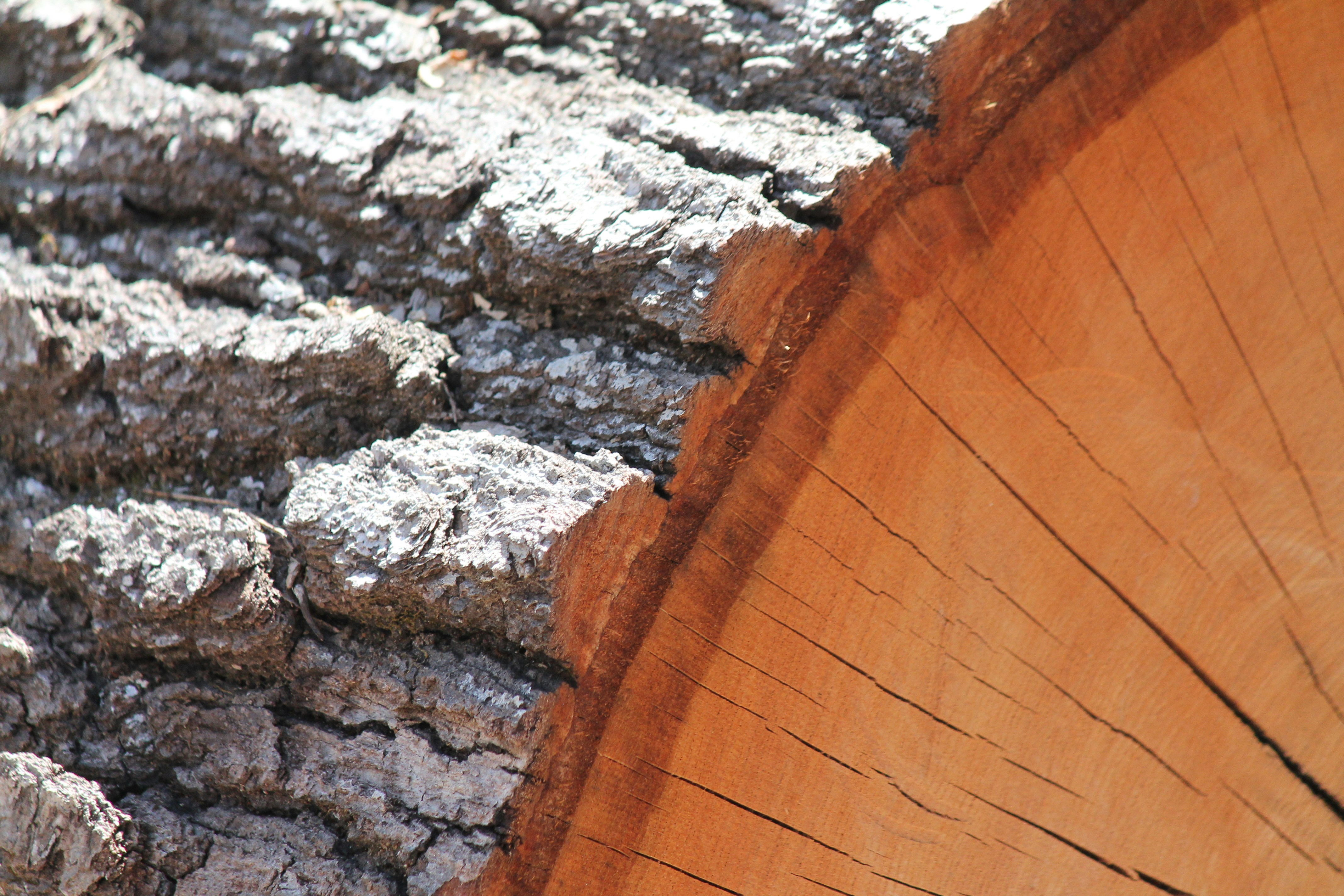 Close-up of a tree stump showcasing intricate bark texture and growth rings. The contrast between the rough exterior and smooth interior highlights the beauty of natural wood.