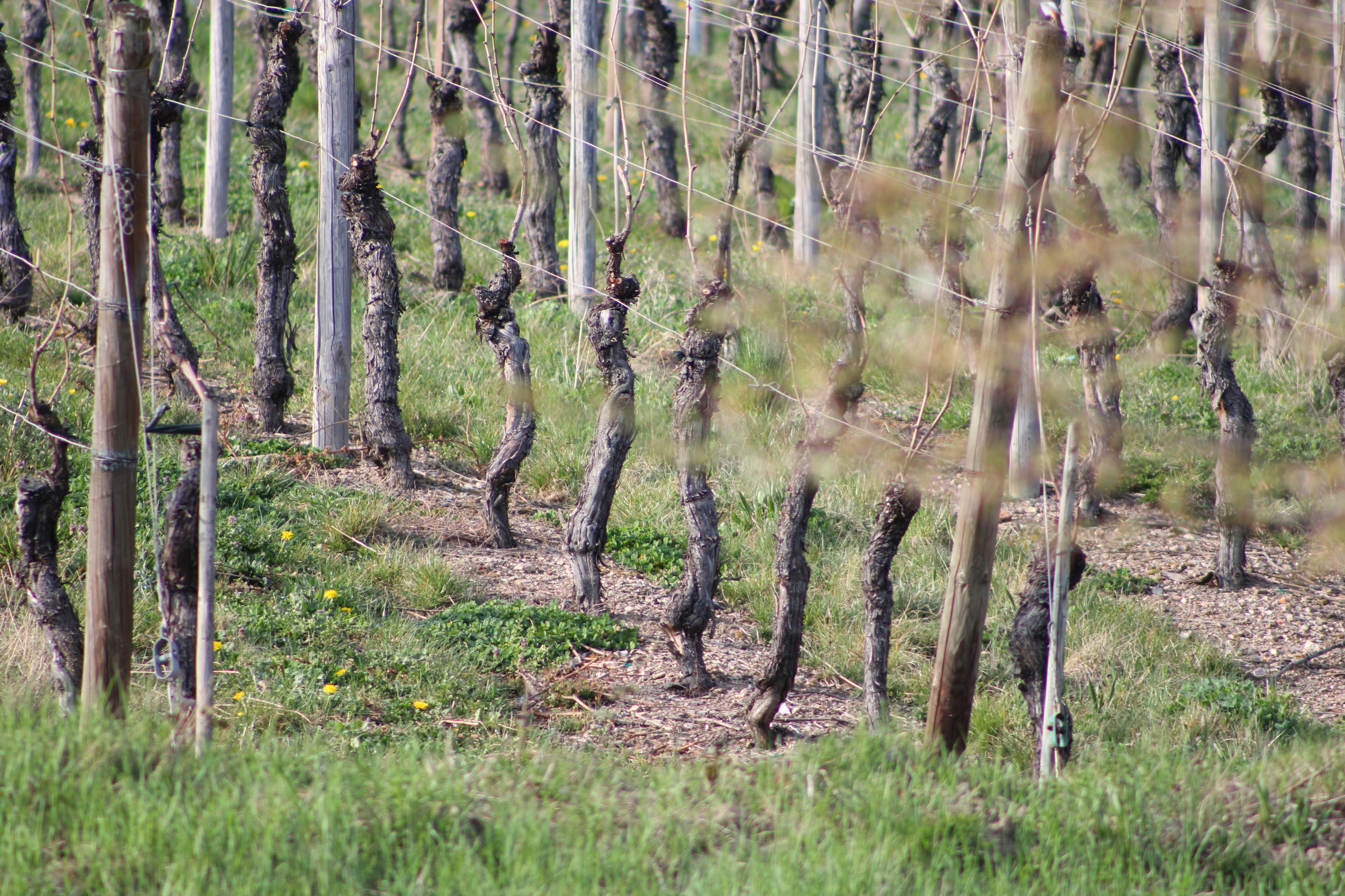 Twisted grapevines stretch across a lush vineyard, showcasing their gnarled forms against a backdrop of green grass and budding foliage.