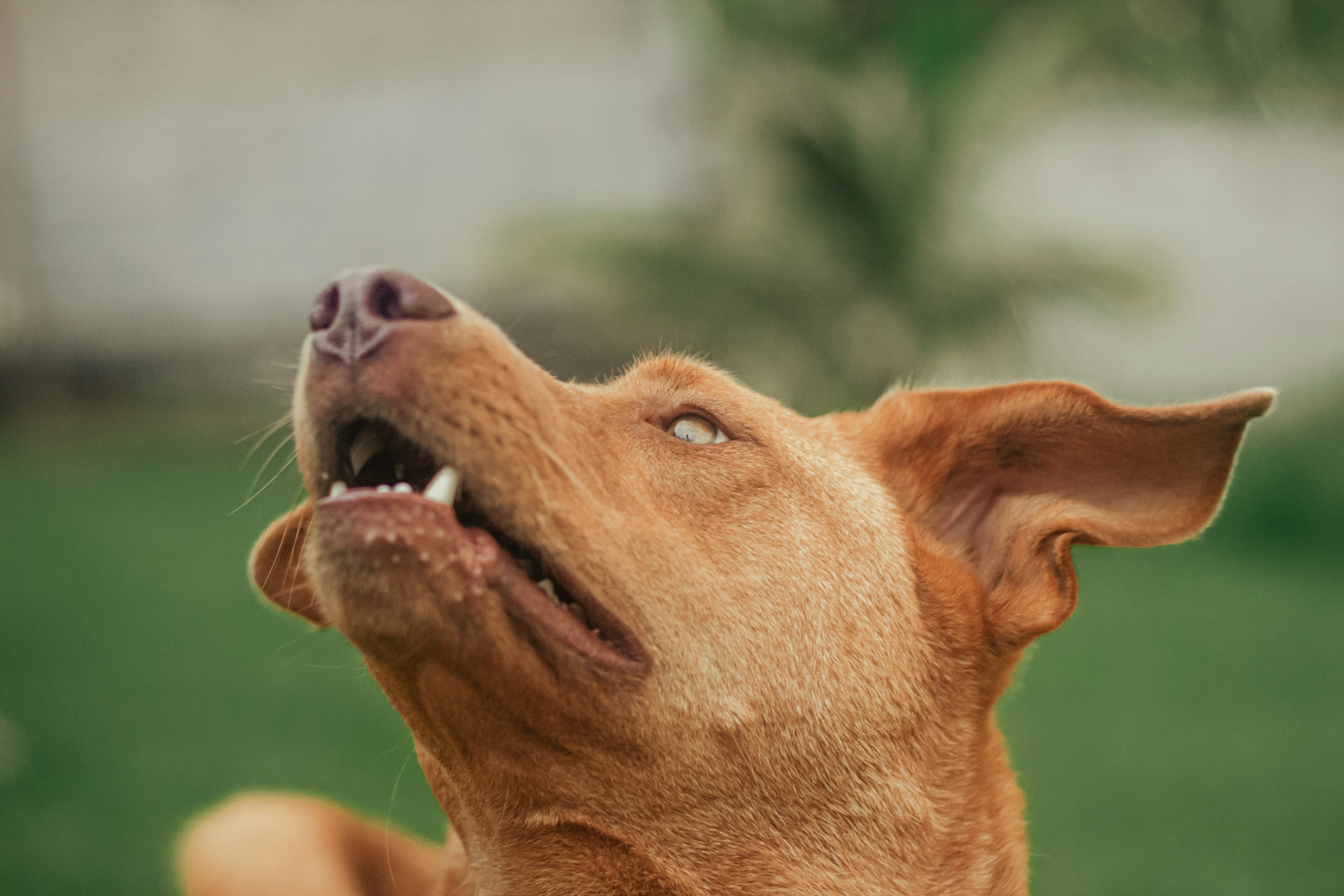 A close up of a dog with its mouth open photo – Free Pet Image on Unsplash