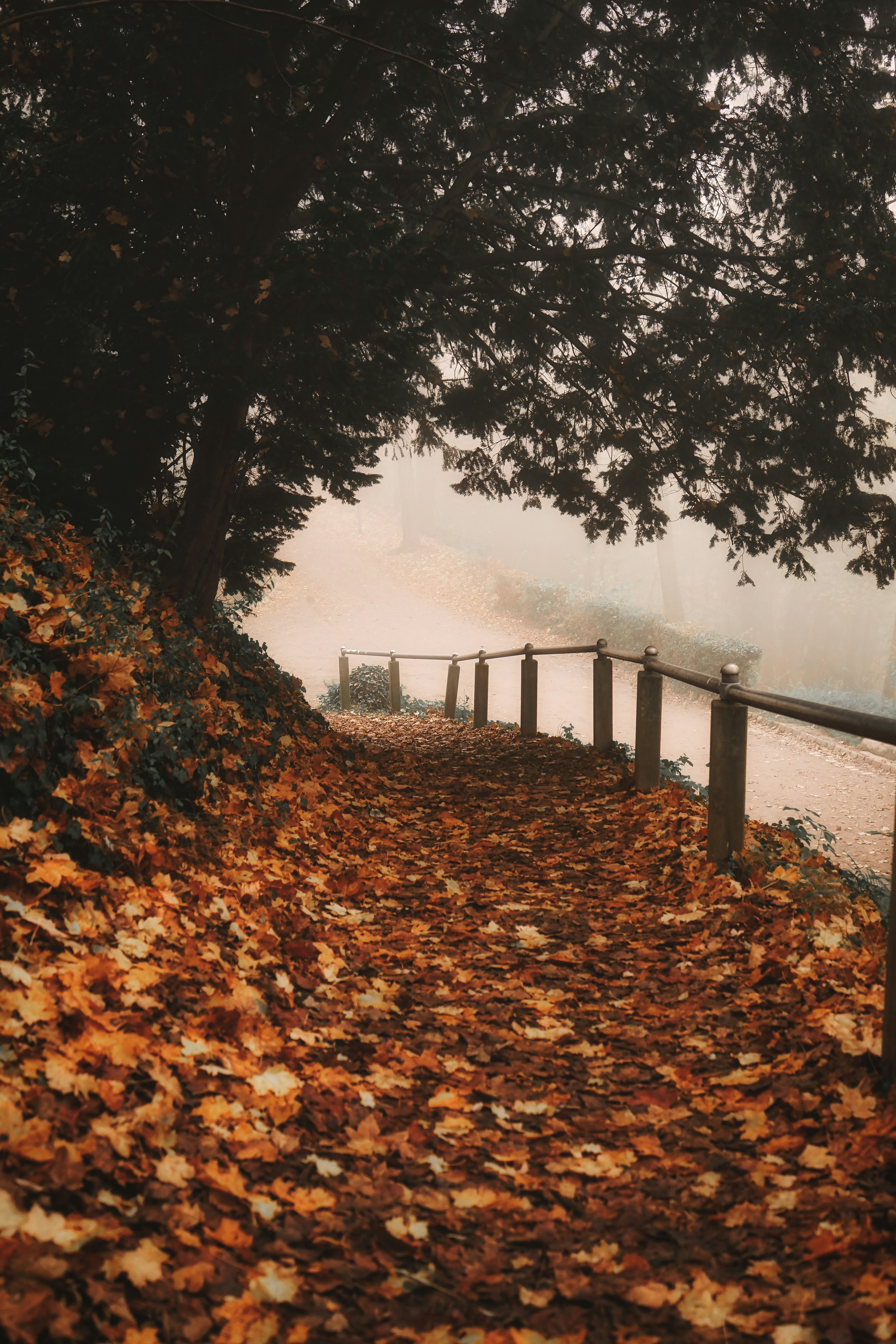 Amber Trail in the Fog: A Quiet Autumn Corridor
