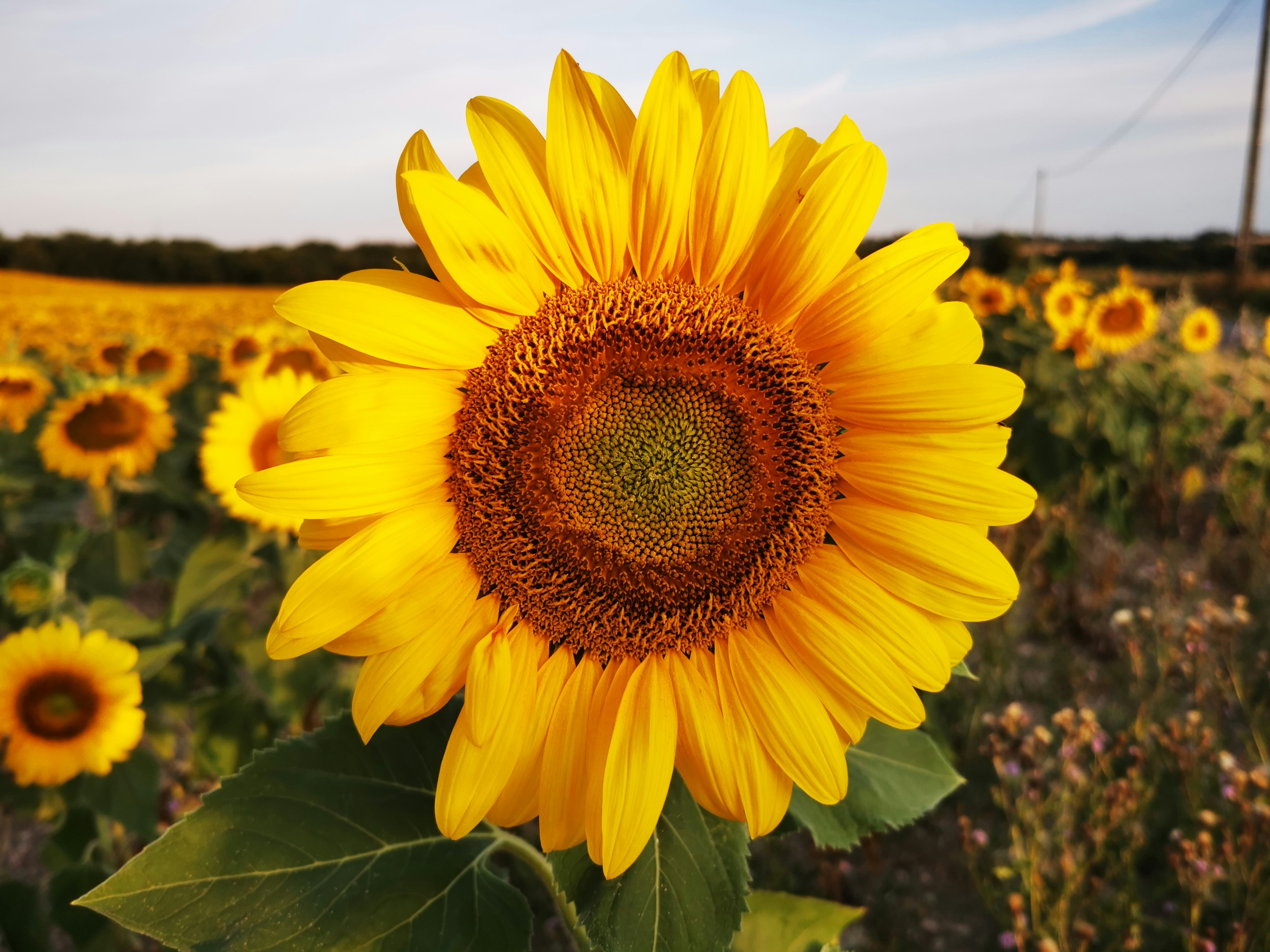 In the Spotlight: A Close-Up Sunflower Amid a Sea of Blooming Yellow