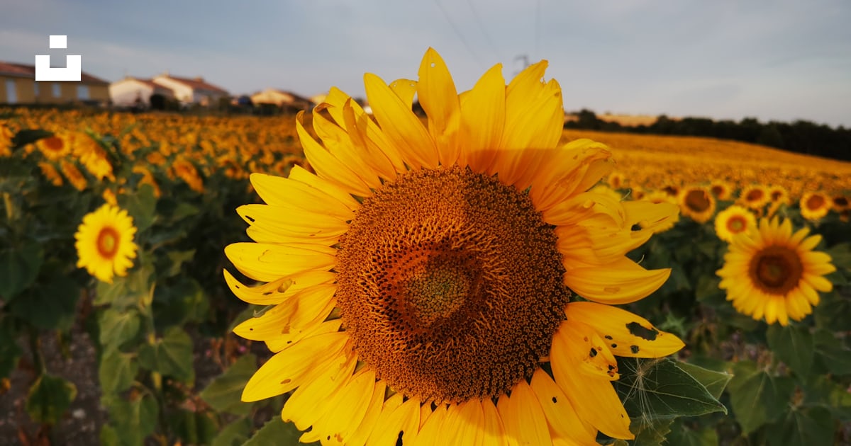 Foto zum Thema Eine große Sonnenblume in einem Feld von Sonnenblumen ... Foto zum Thema Eine große Sonnenblume in einem Feld von Sonnenblumen ...