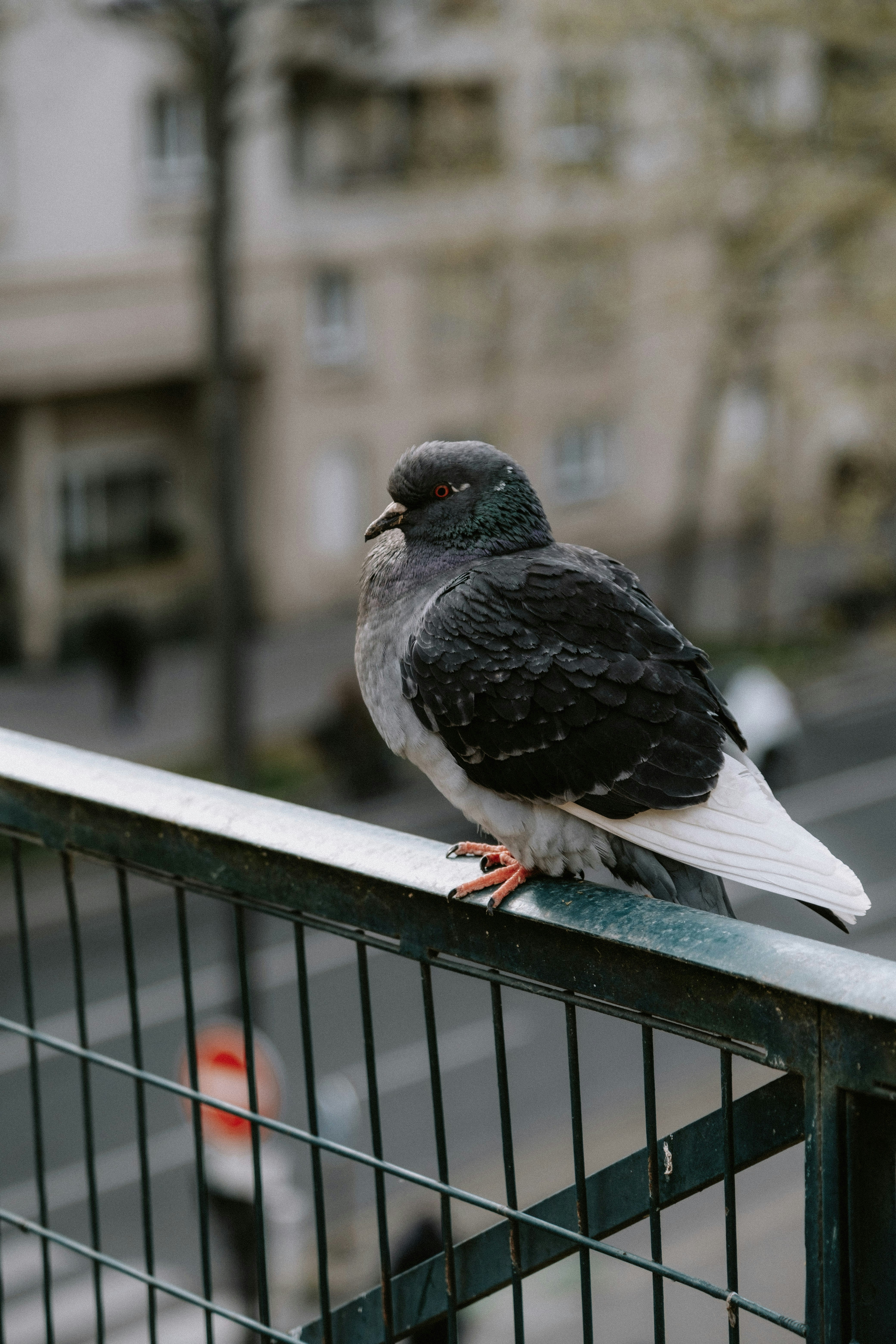 Un pigeon assis sur une balustrade devant un bâtiment photo – Photo ...
