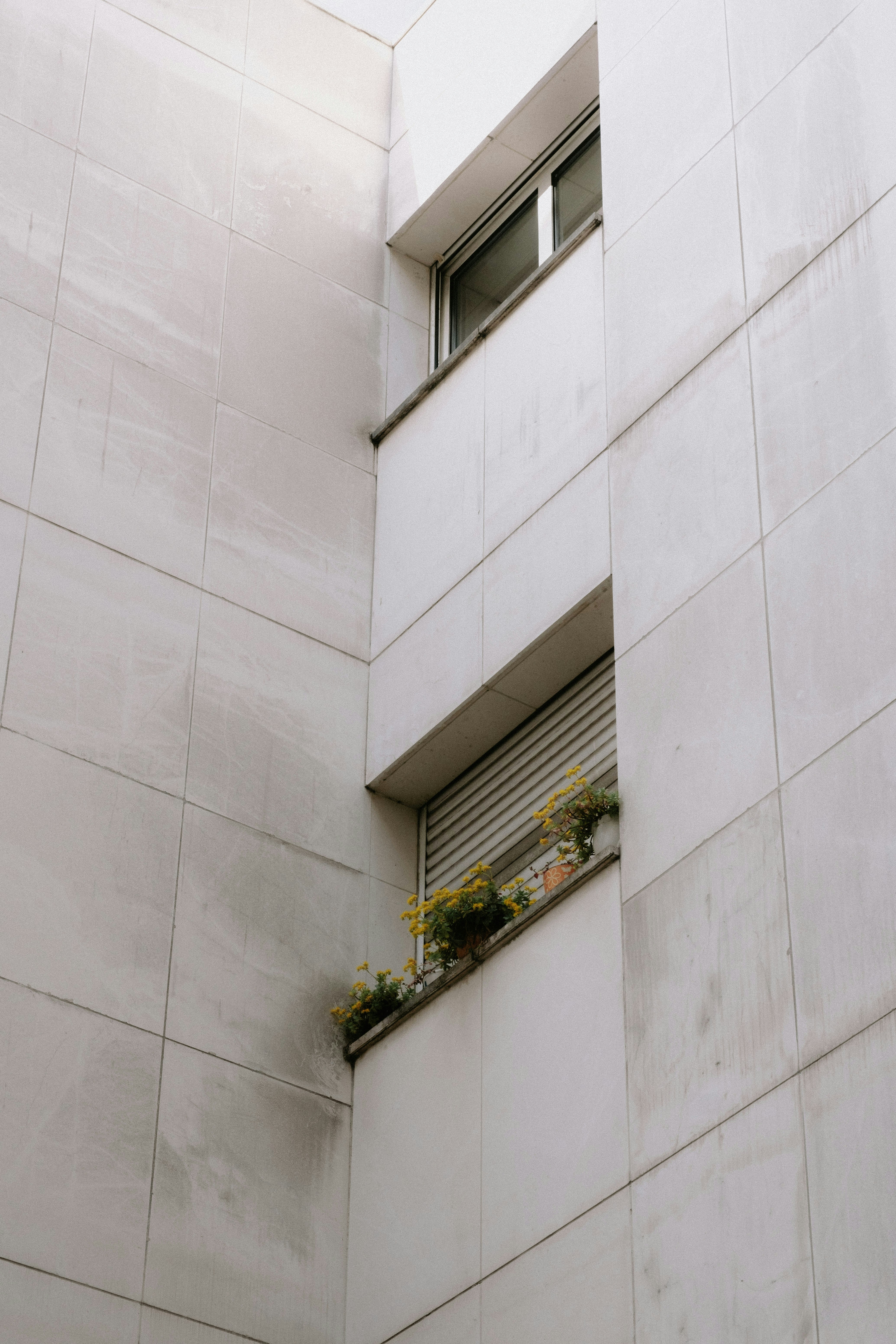 Concrete Corner Bloom: A Quiet Balcony Garden on a Pale Facade