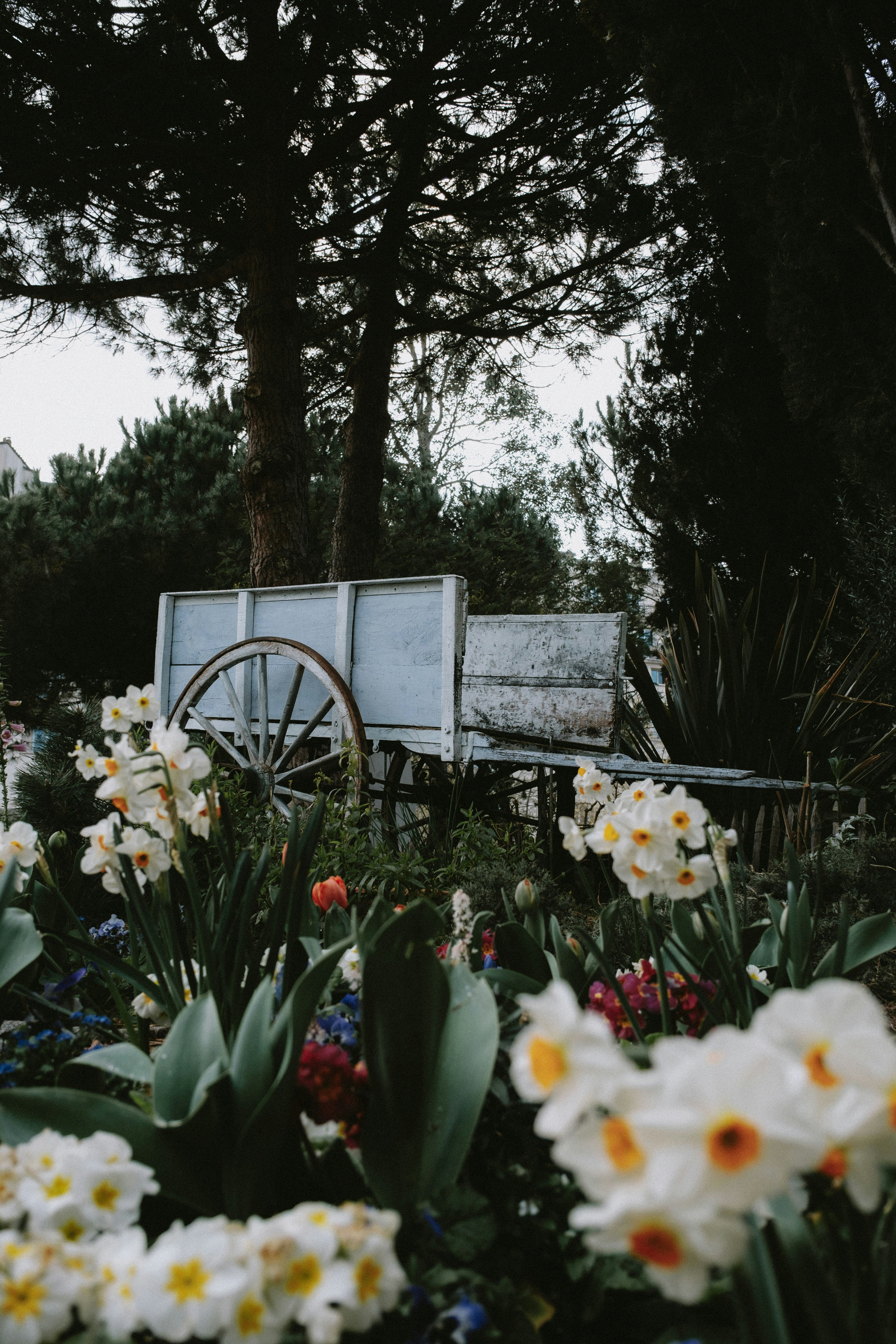 Pastoral Bloom and Wheel: A Quiet Garden Cart Among Spring Flowers