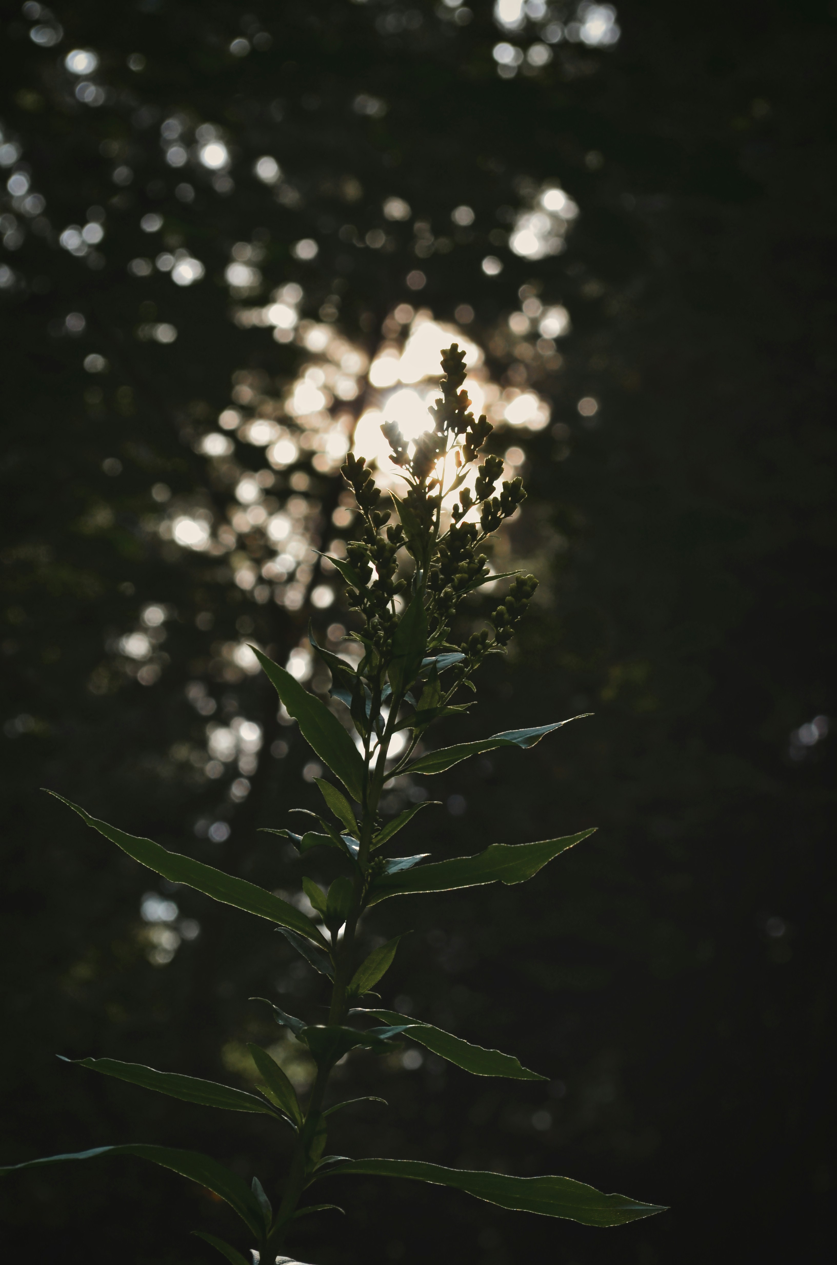 Sunlit Silhouette: The Tall Weed Reaching Toward Dappled Light