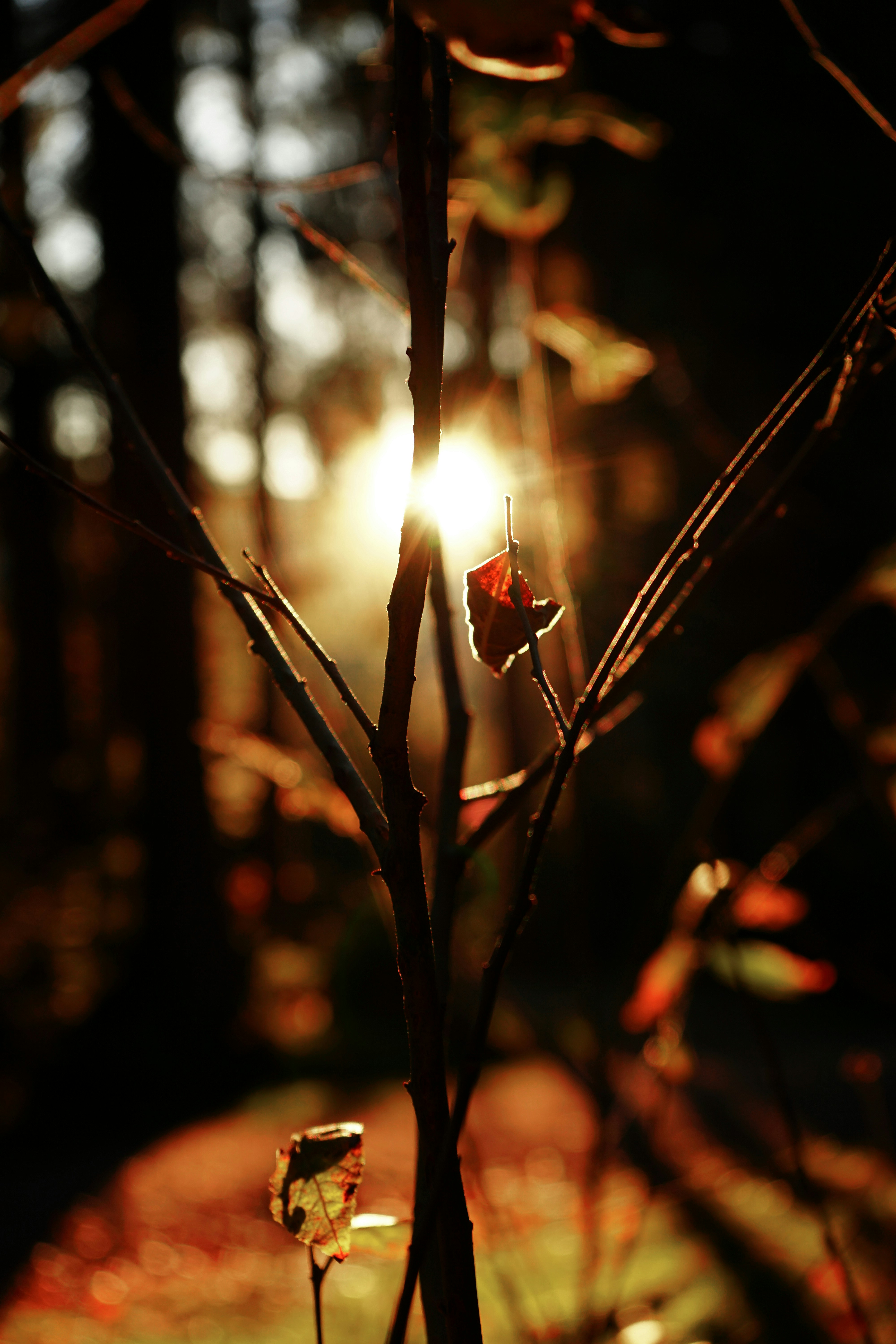 Sunlit Thicket: A Delicate Branch Framed by Golden Hour Backlight