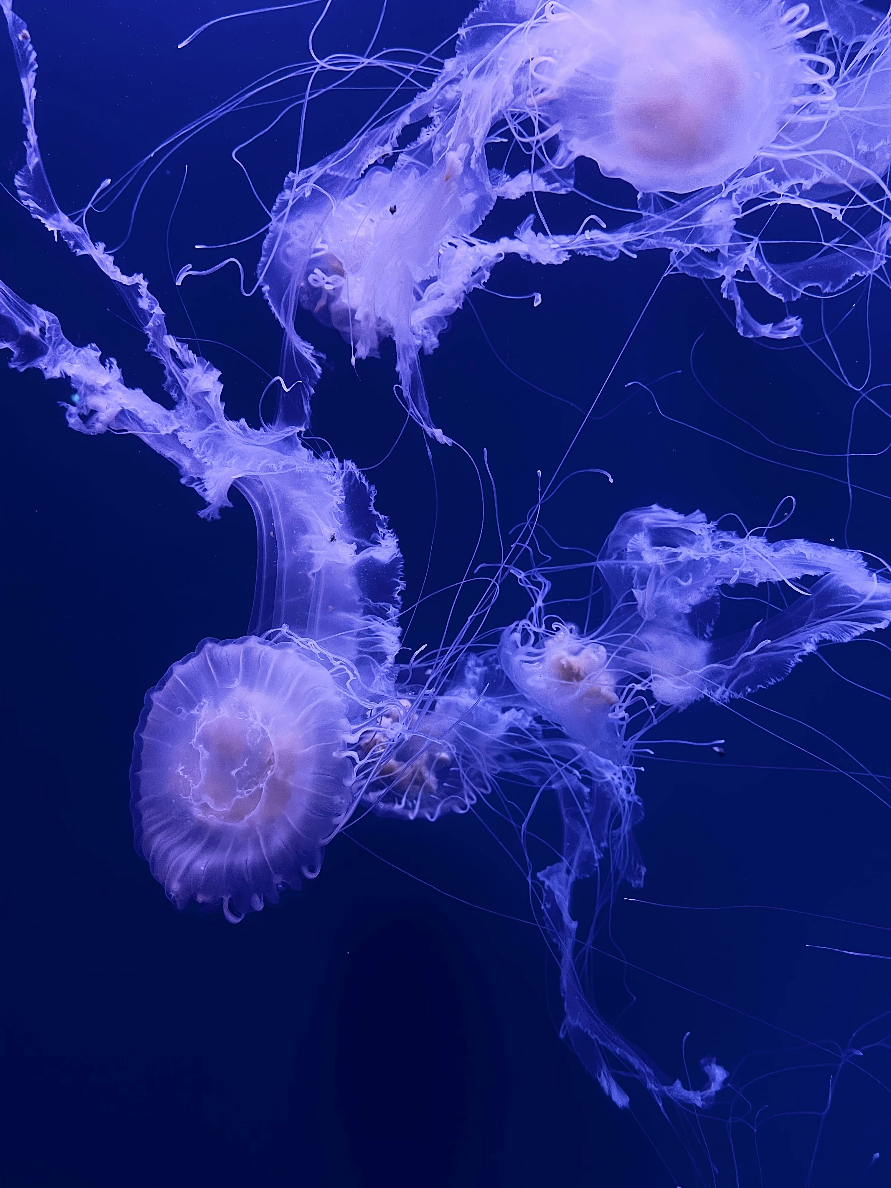 Translucent jellyfish gracefully floating through deep blue waters, their tentacles trailing like delicate ribbons.