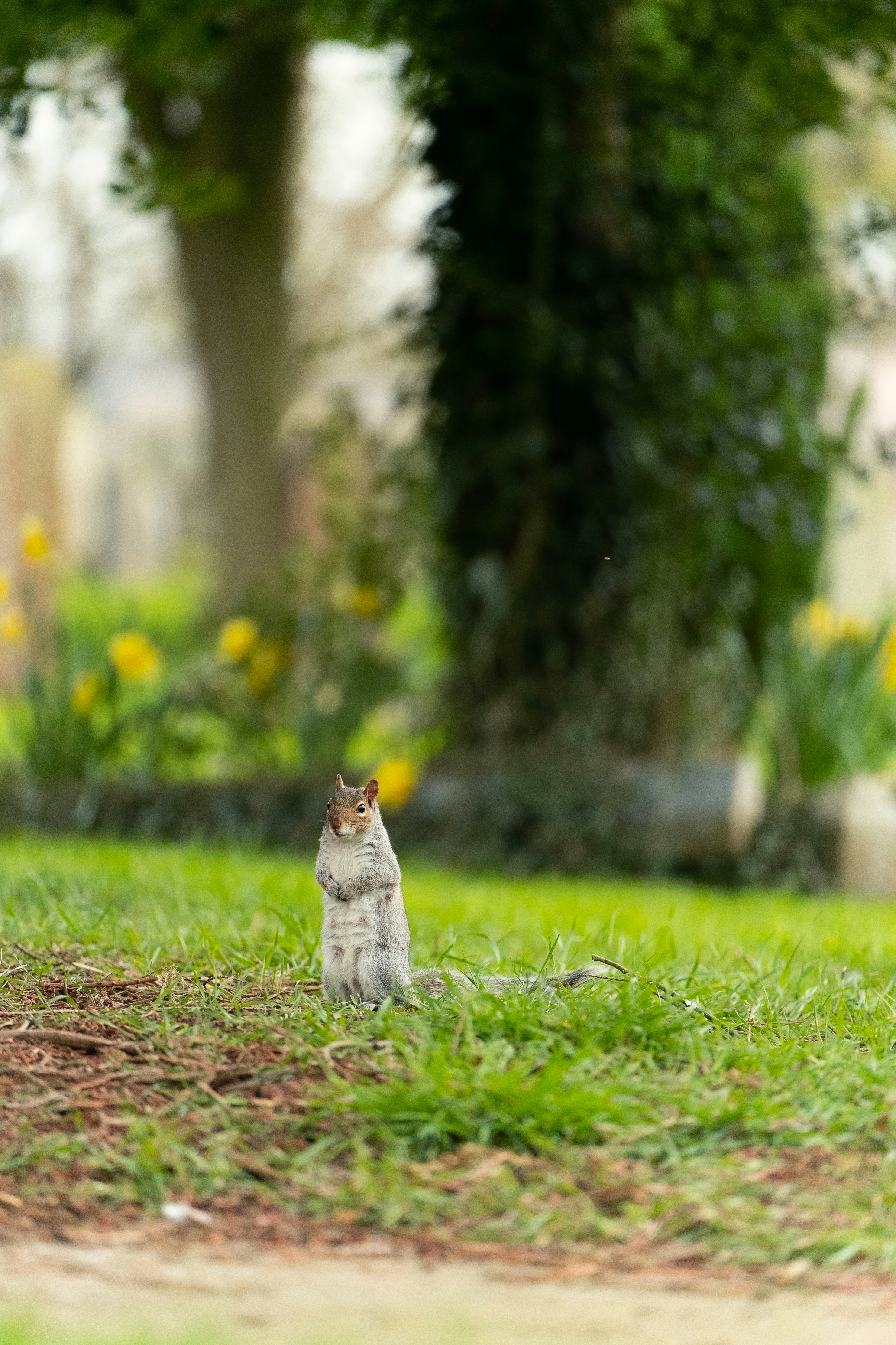 Ground-Level Sentry in a Park's Quiet Green