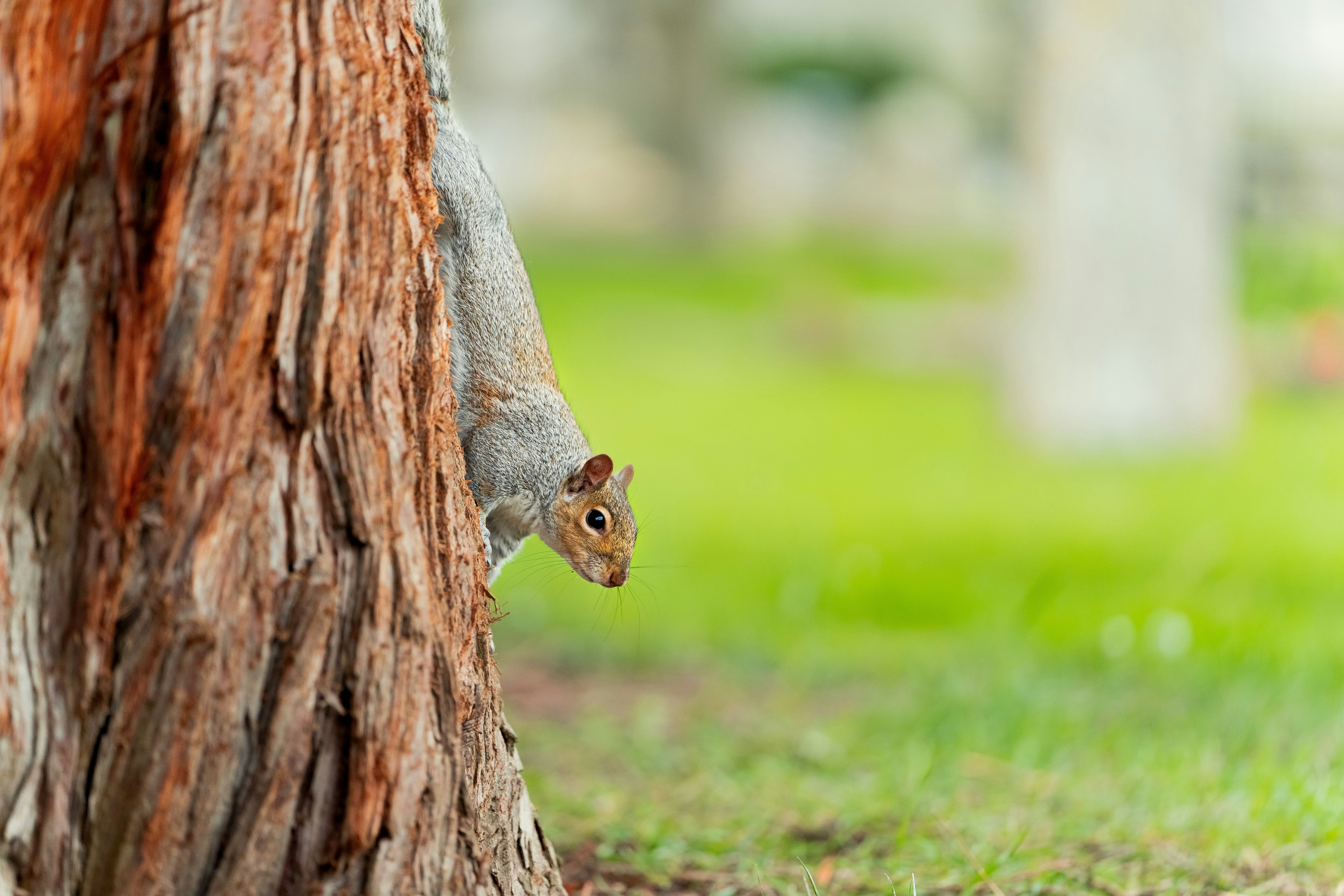 Peek of Curiosity: Squirrel Peeking from a Tree Trunk in a Sunlit Park