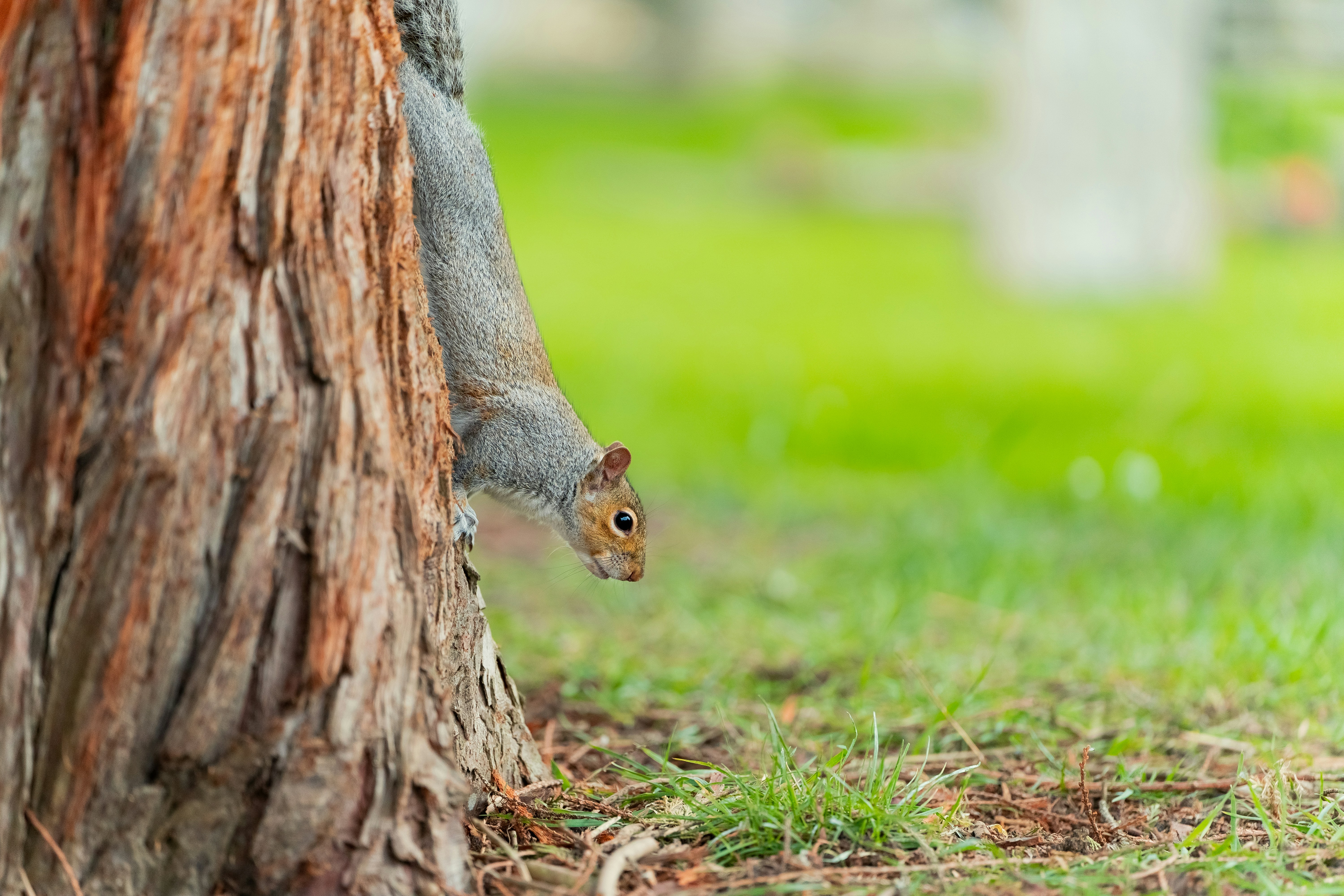 a squirrel climbing up the side of a tree