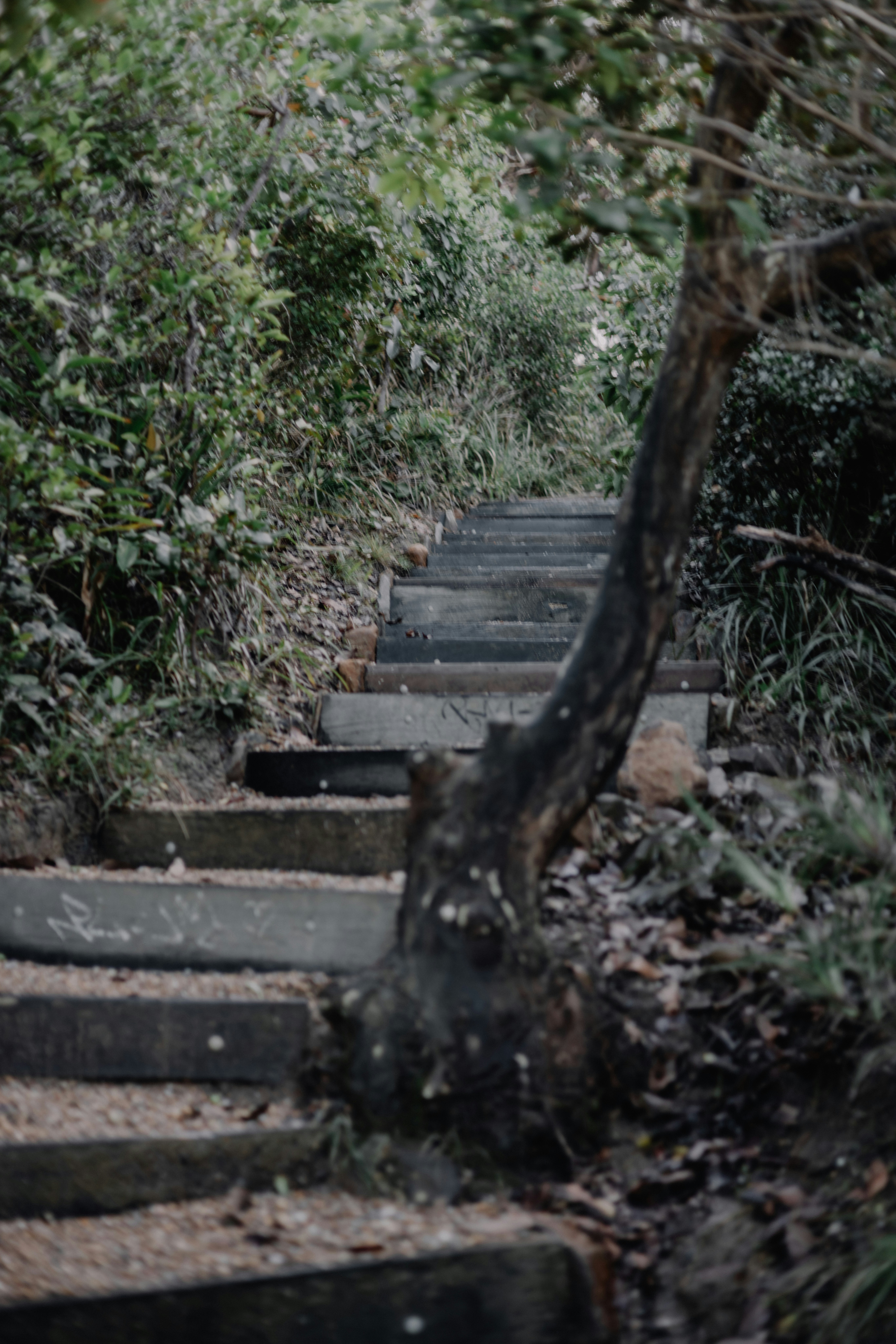 A bunch of steps going up a hill in the woods photo – Free Grey Image ...