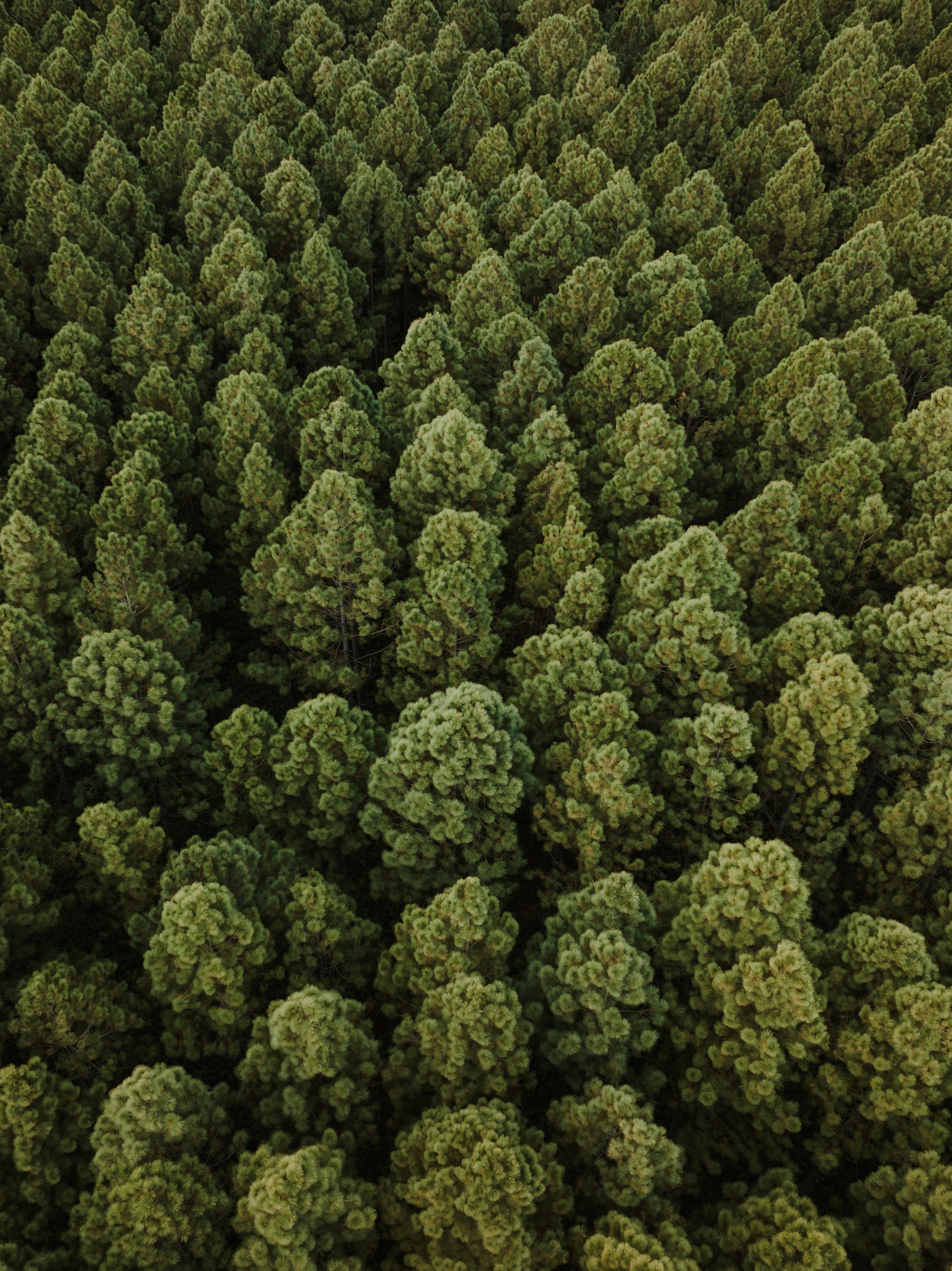 A large group of trees in the middle of a forest photo – Free Coochin ...
