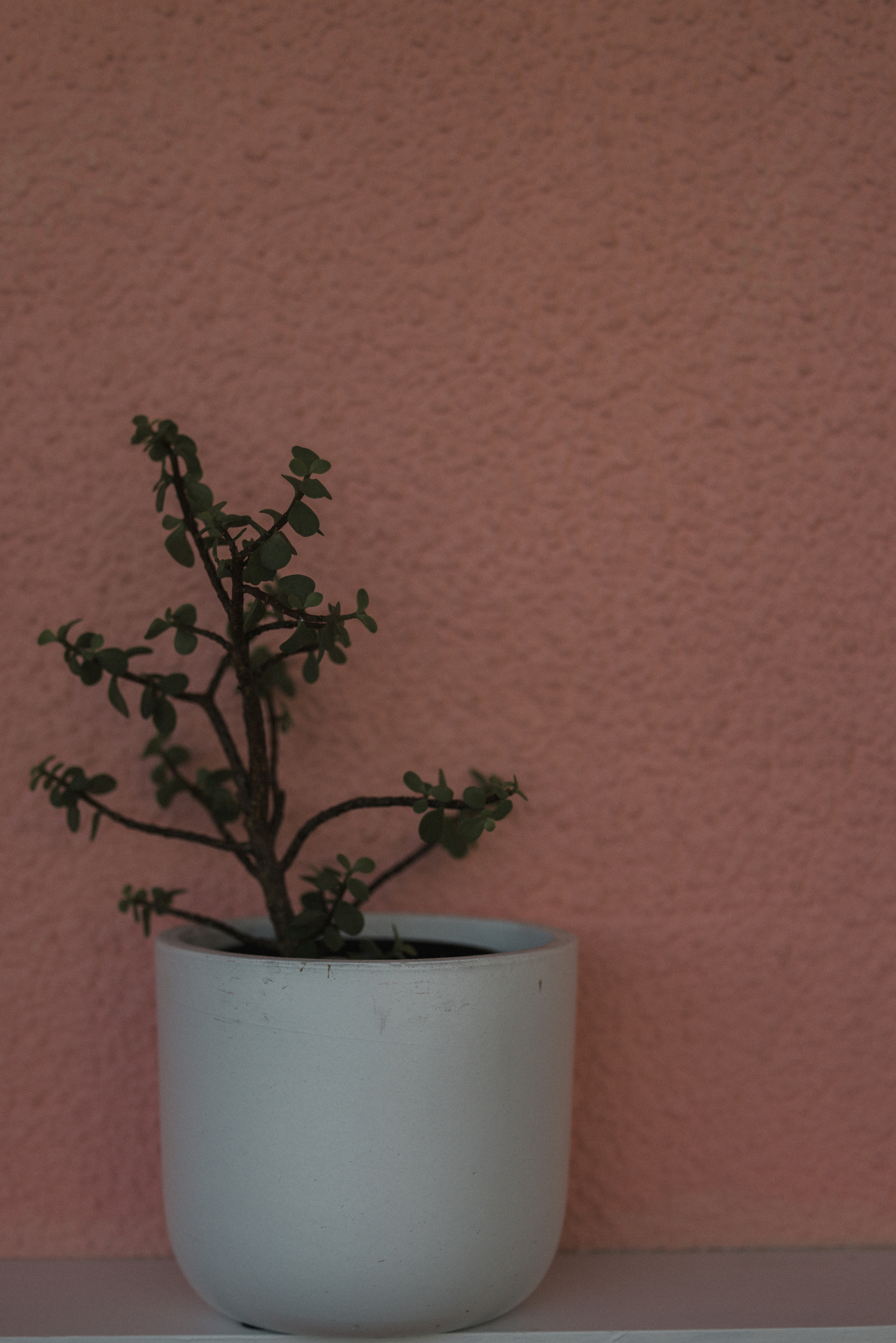 A small succulent plant in a minimalist white pot stands against a textured pink wall, emphasizing simplicity and tranquility.