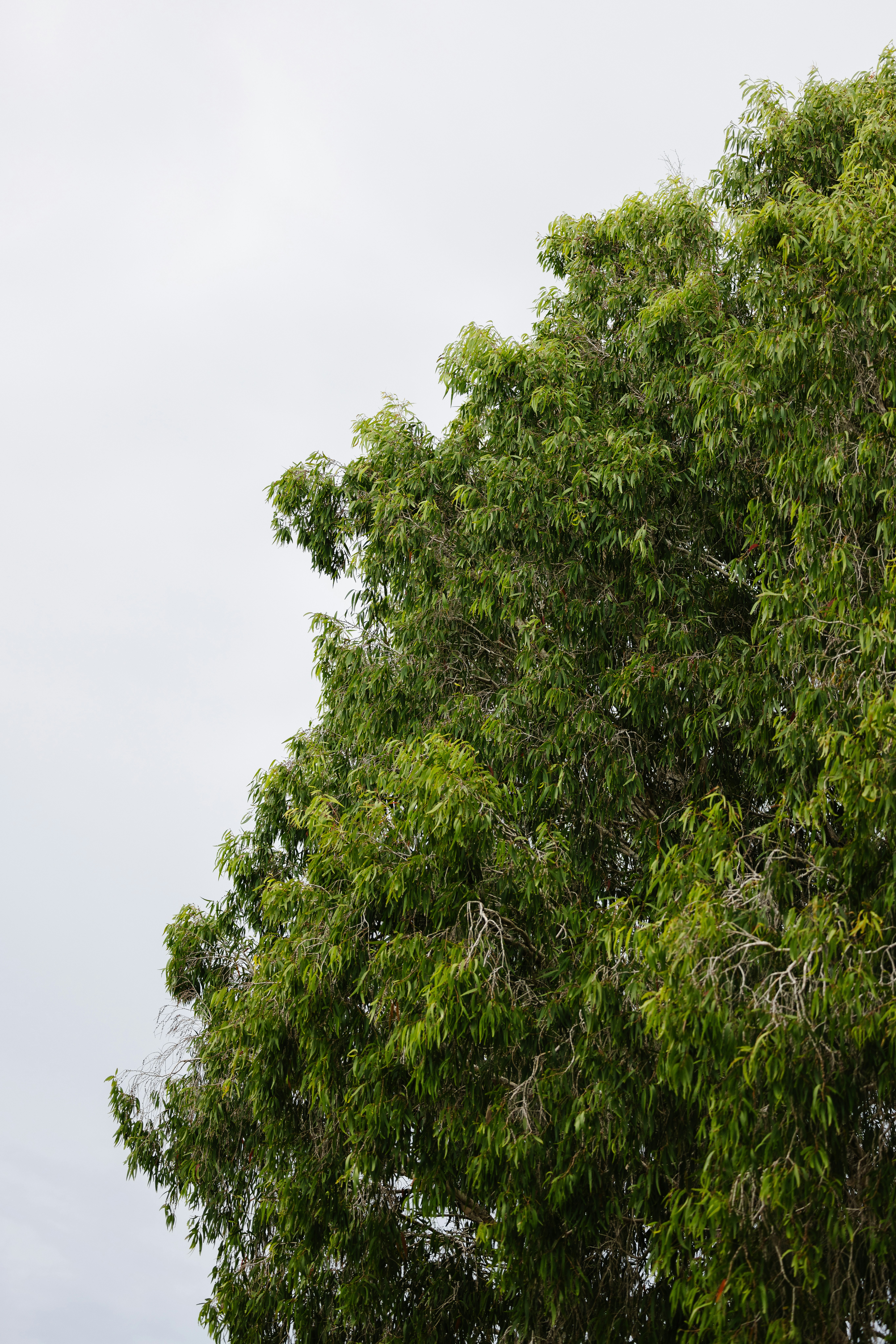 a large tree with lots of green leaves
