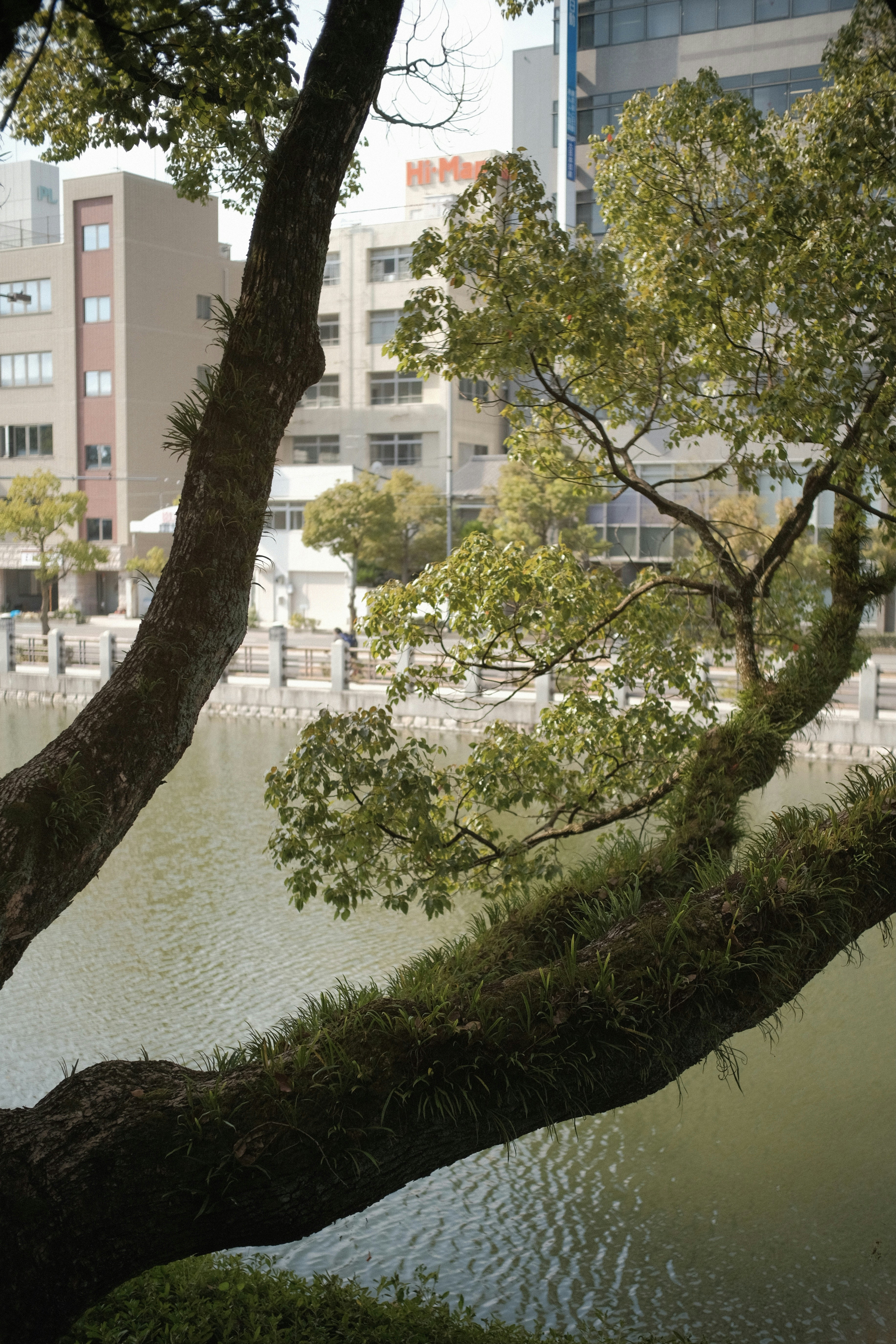 A tree leaning over a body of water photo – Free Plant Image on Unsplash
