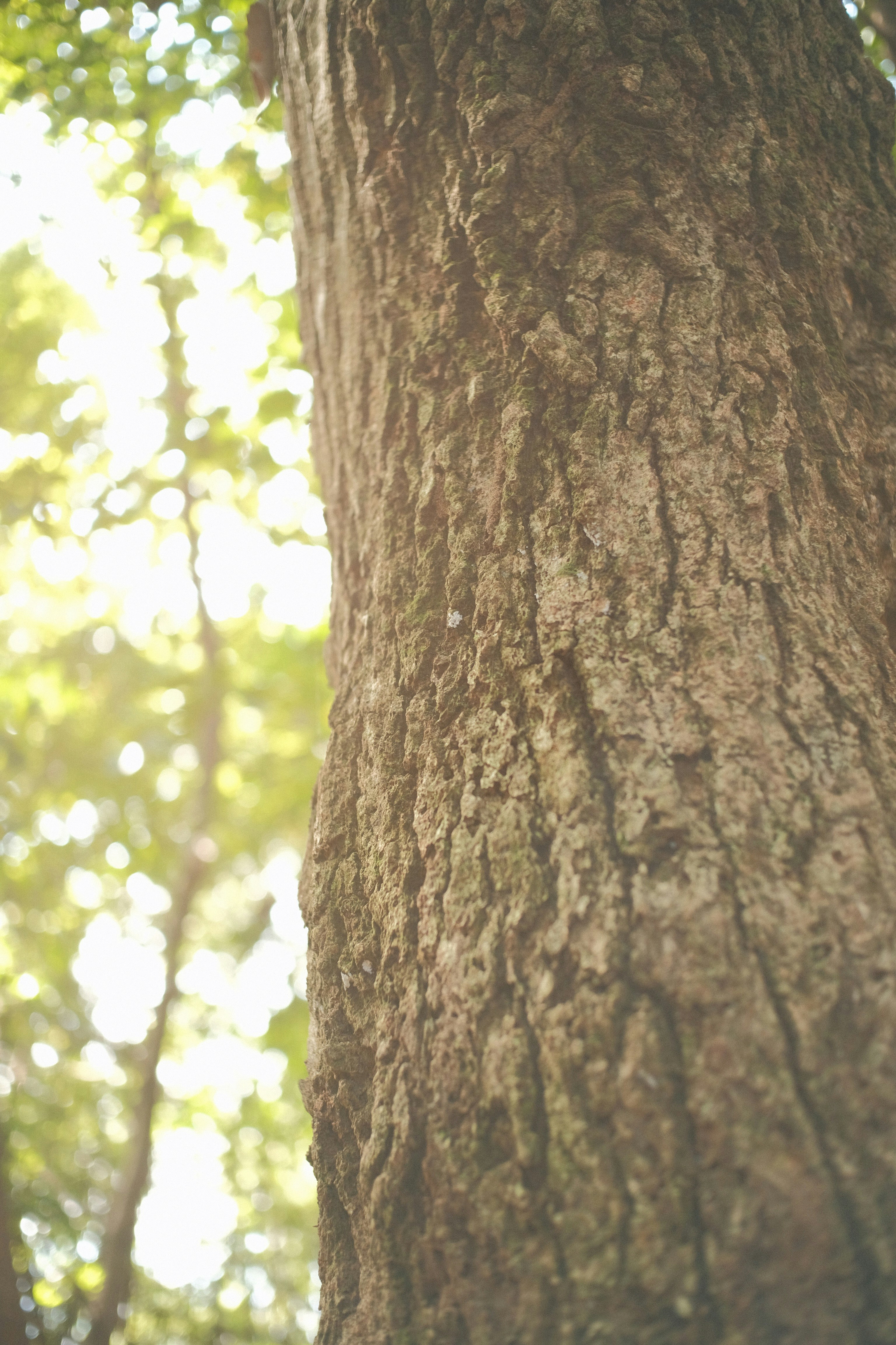 Foto Un primer plano del tronco de un árbol en un bosque – Imagen ...