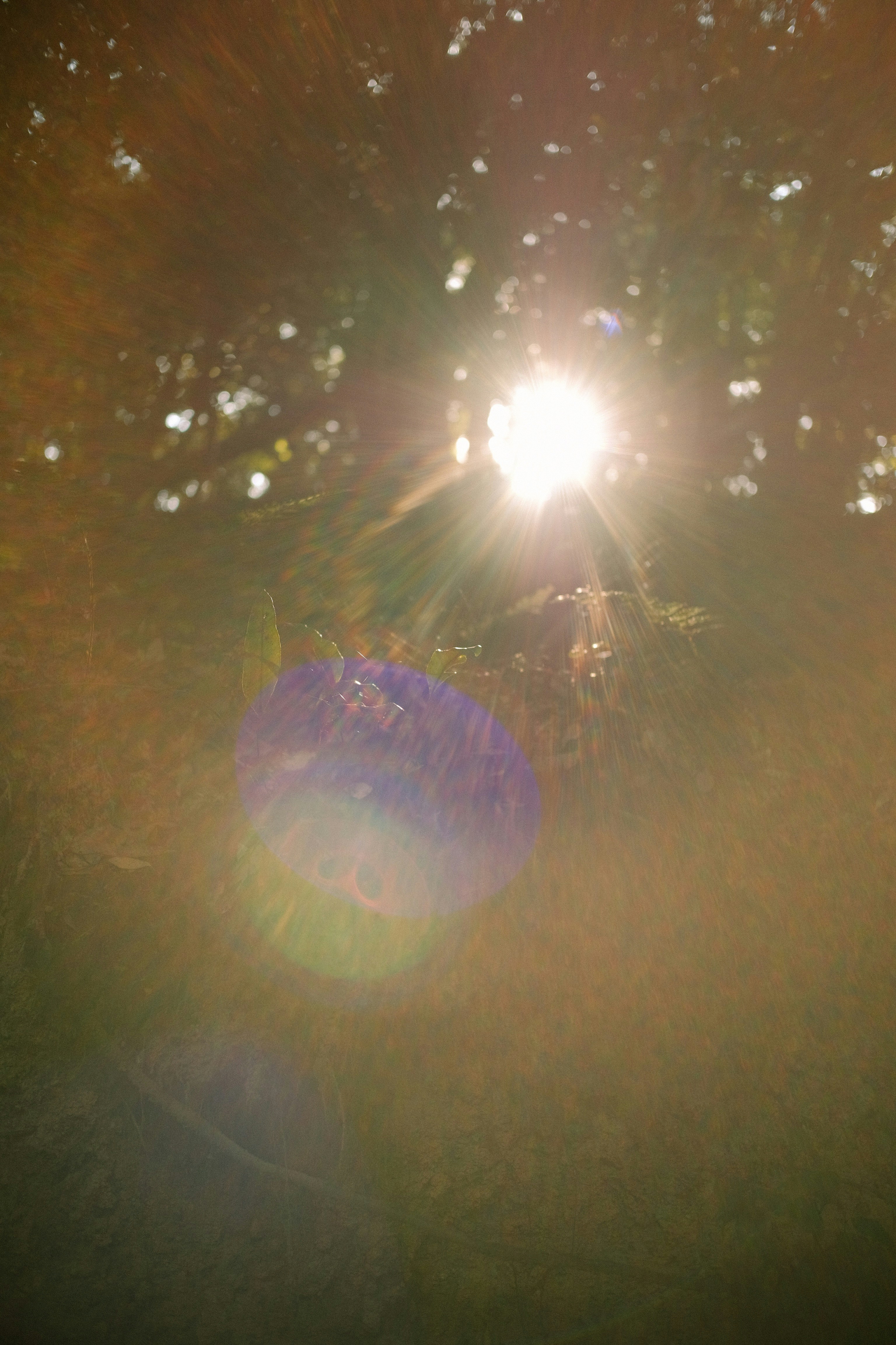 Sunburst Prism: Lens Flare Through a Forest Canopy