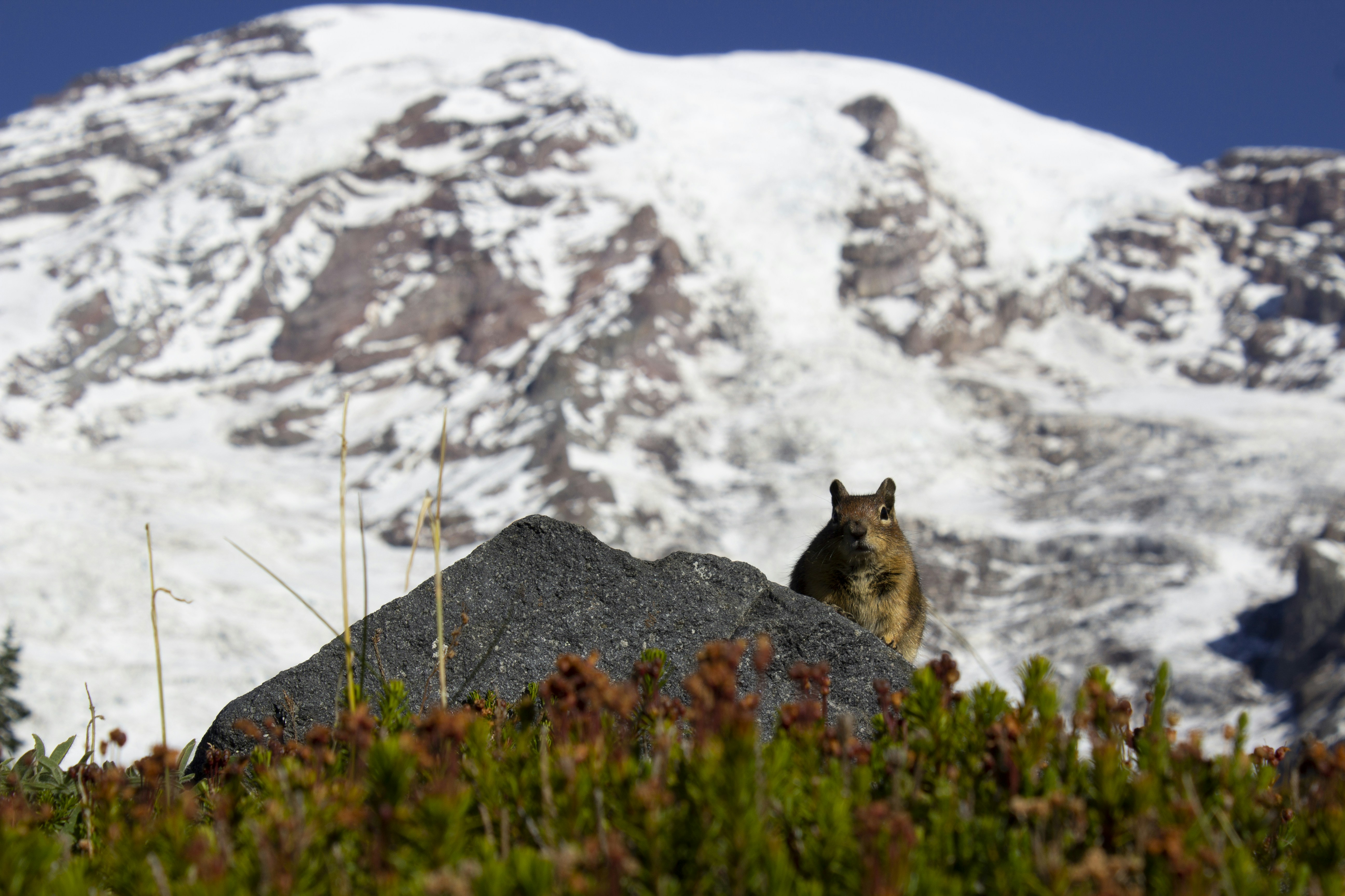Un lobo sentado en la cima de una roca frente a una montaña cubierta de ...