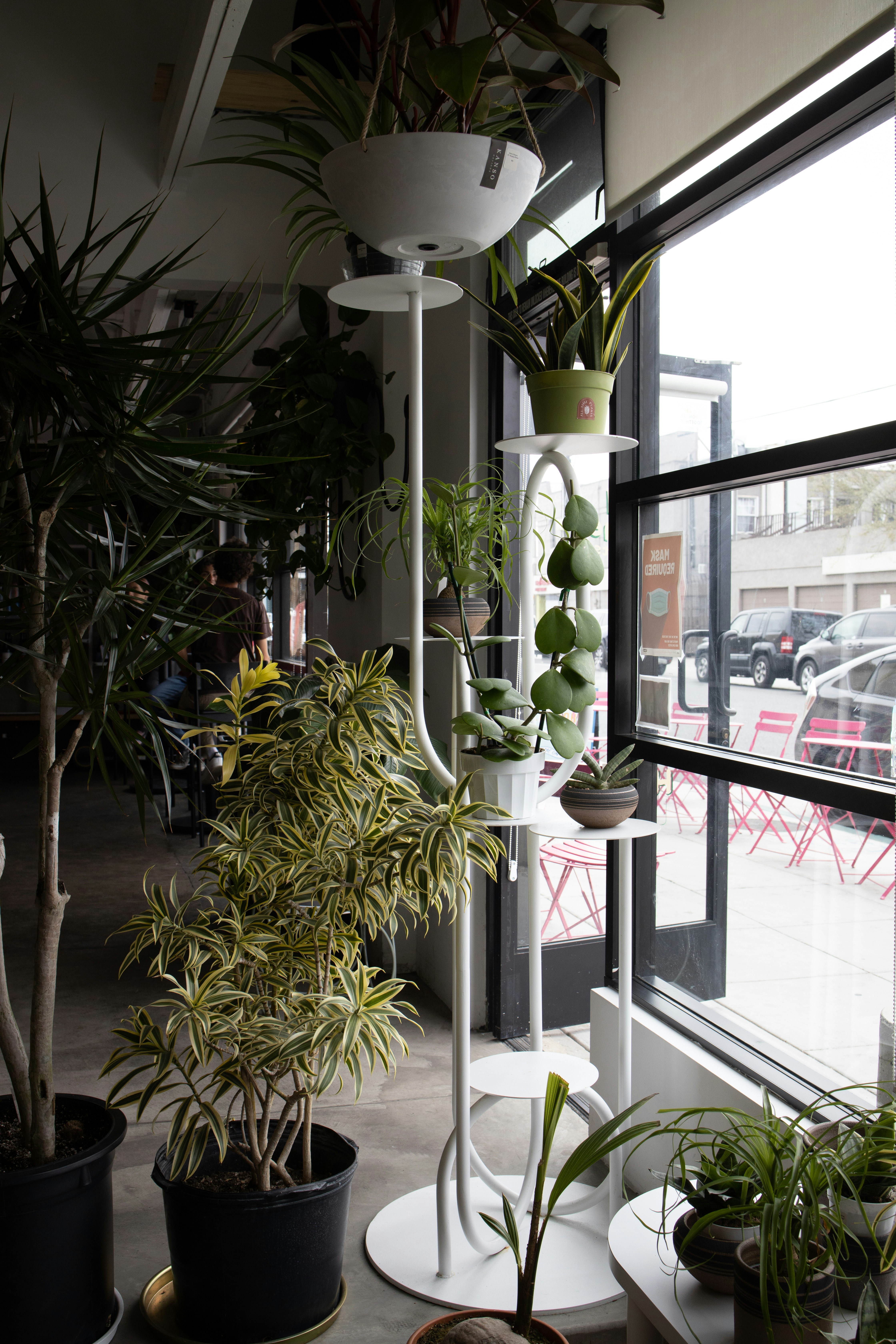 Sunlit Shelves: A Quiet Cascade of Green