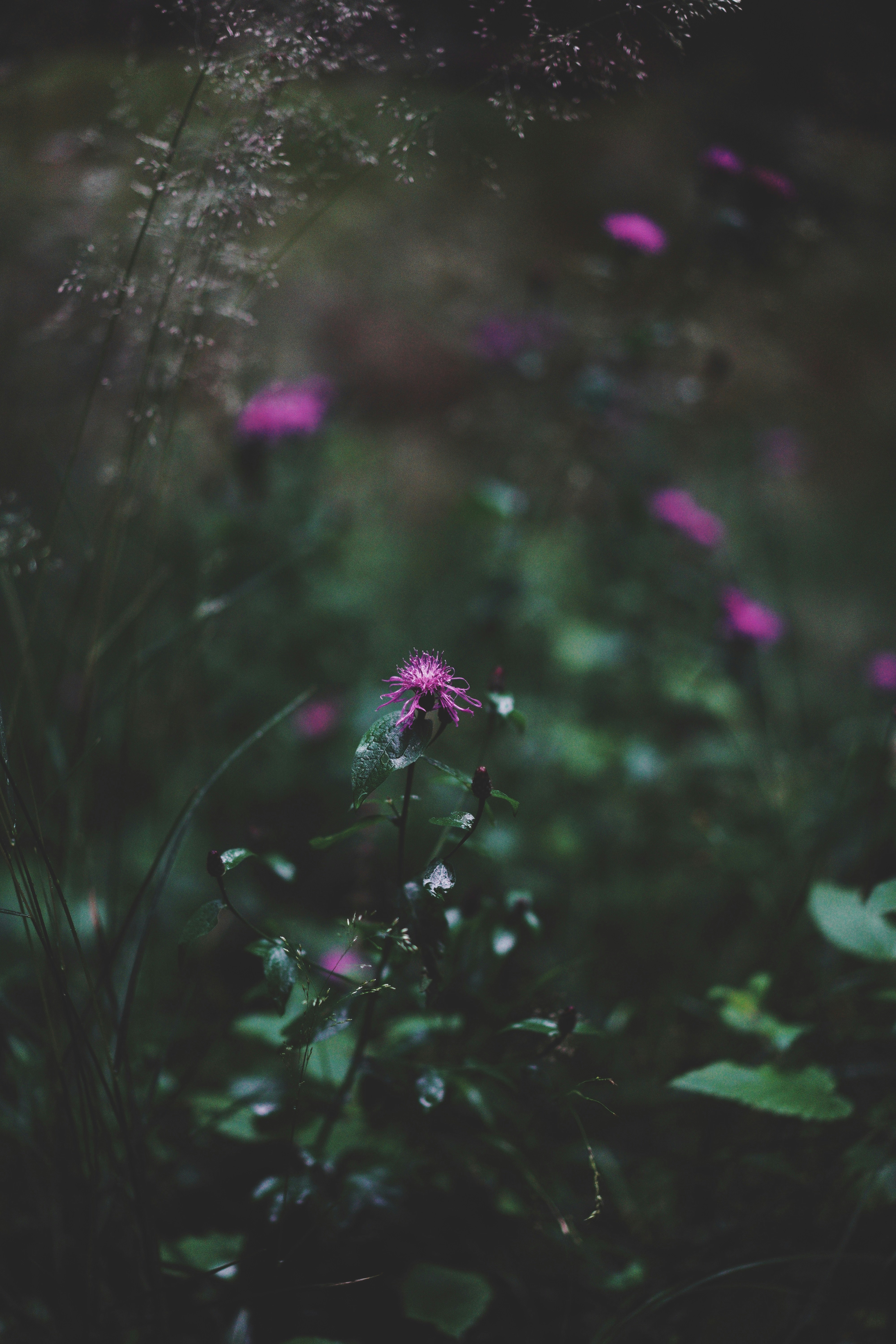 Une fleur violette au milieu d’un champ photo – Image gratuite de Gris ...