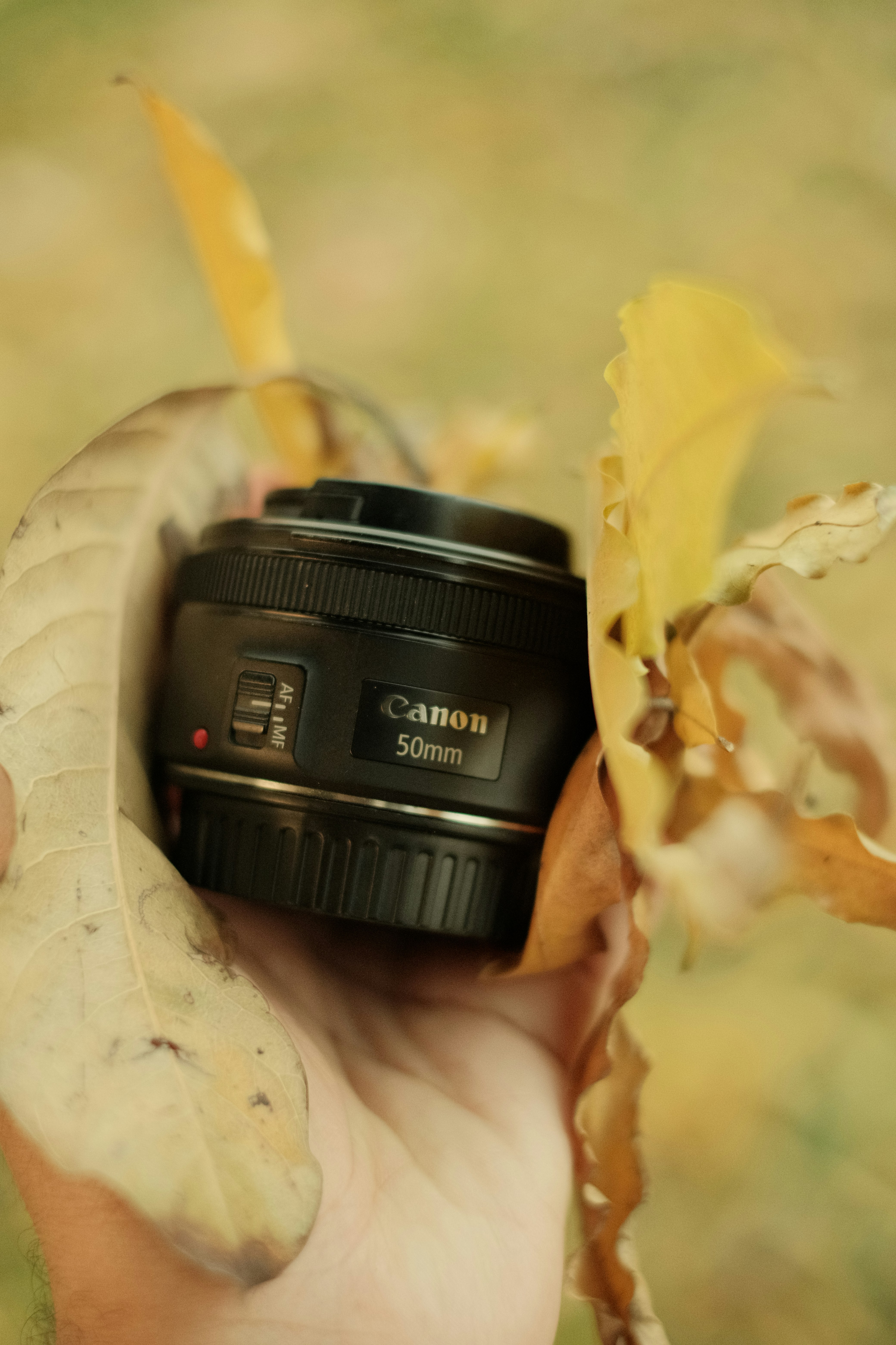 Canon 50mm Nest: An Autumn Lens Cradle
