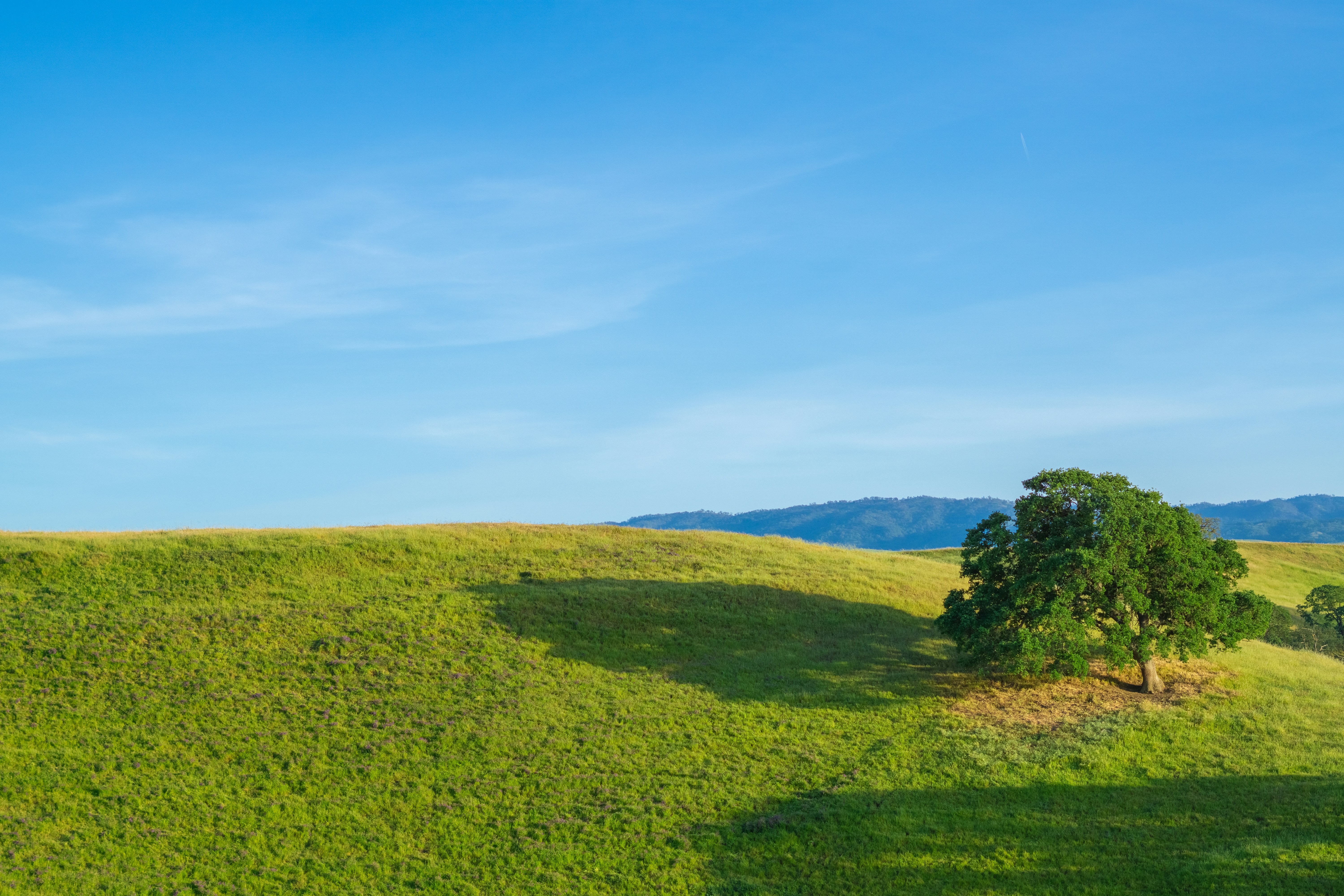 Un arbre solitaire sur une colline herbeuse sous un ciel bleu photo ...
