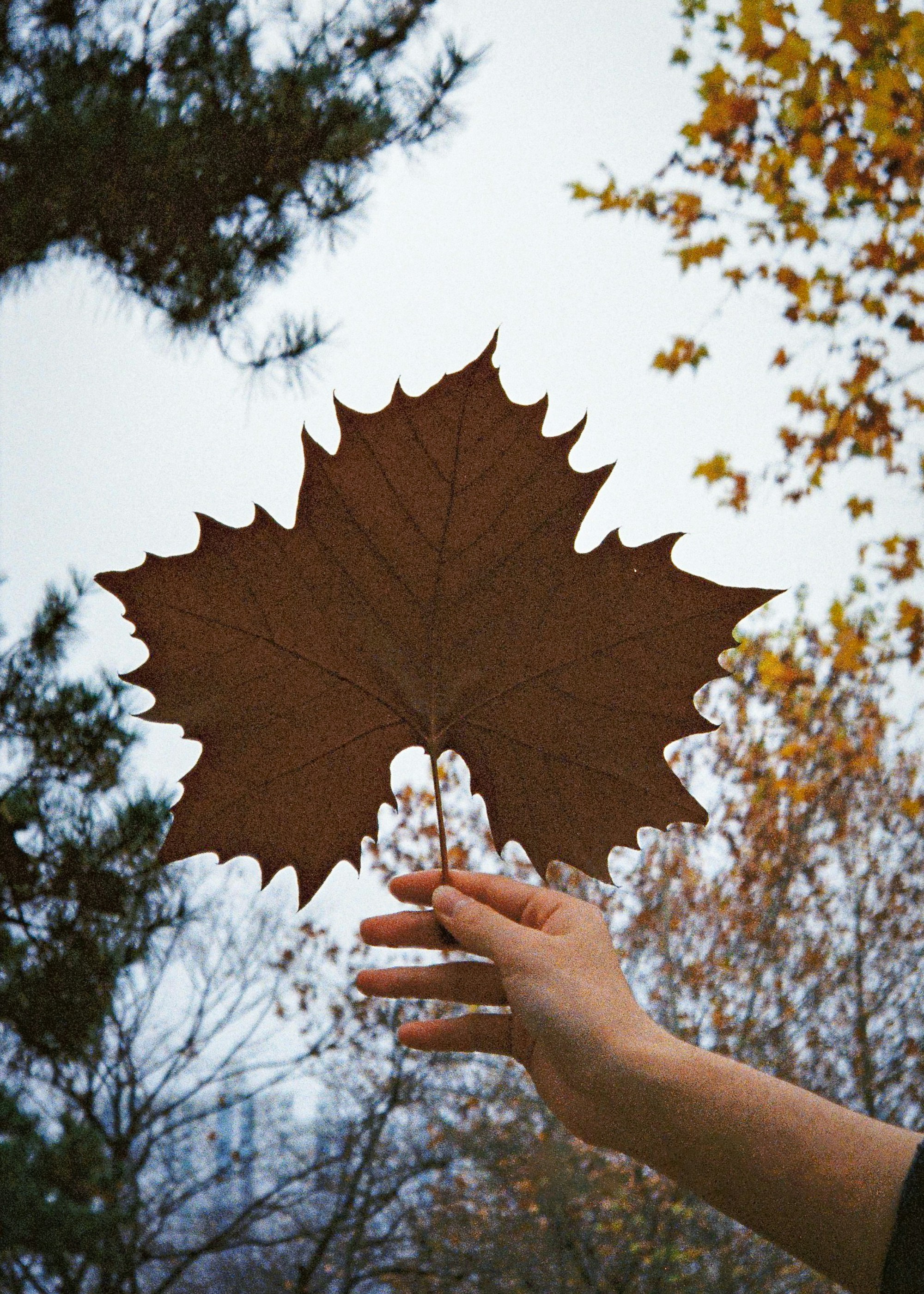 A hand holding a large, intricately shaped maple leaf against a muted sky, surrounded by soft, blurred foliage.