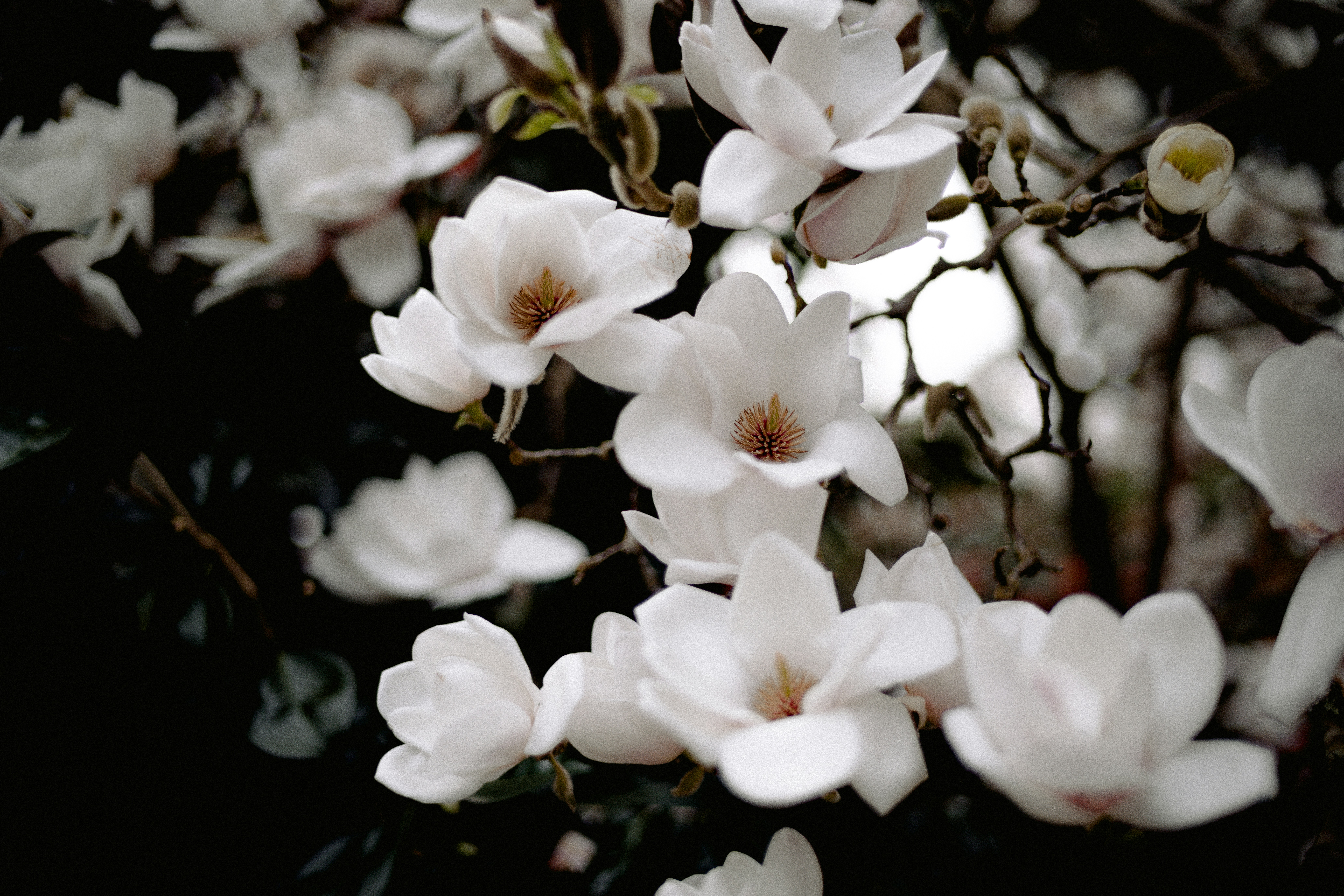 Delicate white magnolia flowers bloom amidst dark foliage, showcasing their intricate petals and soft textures.