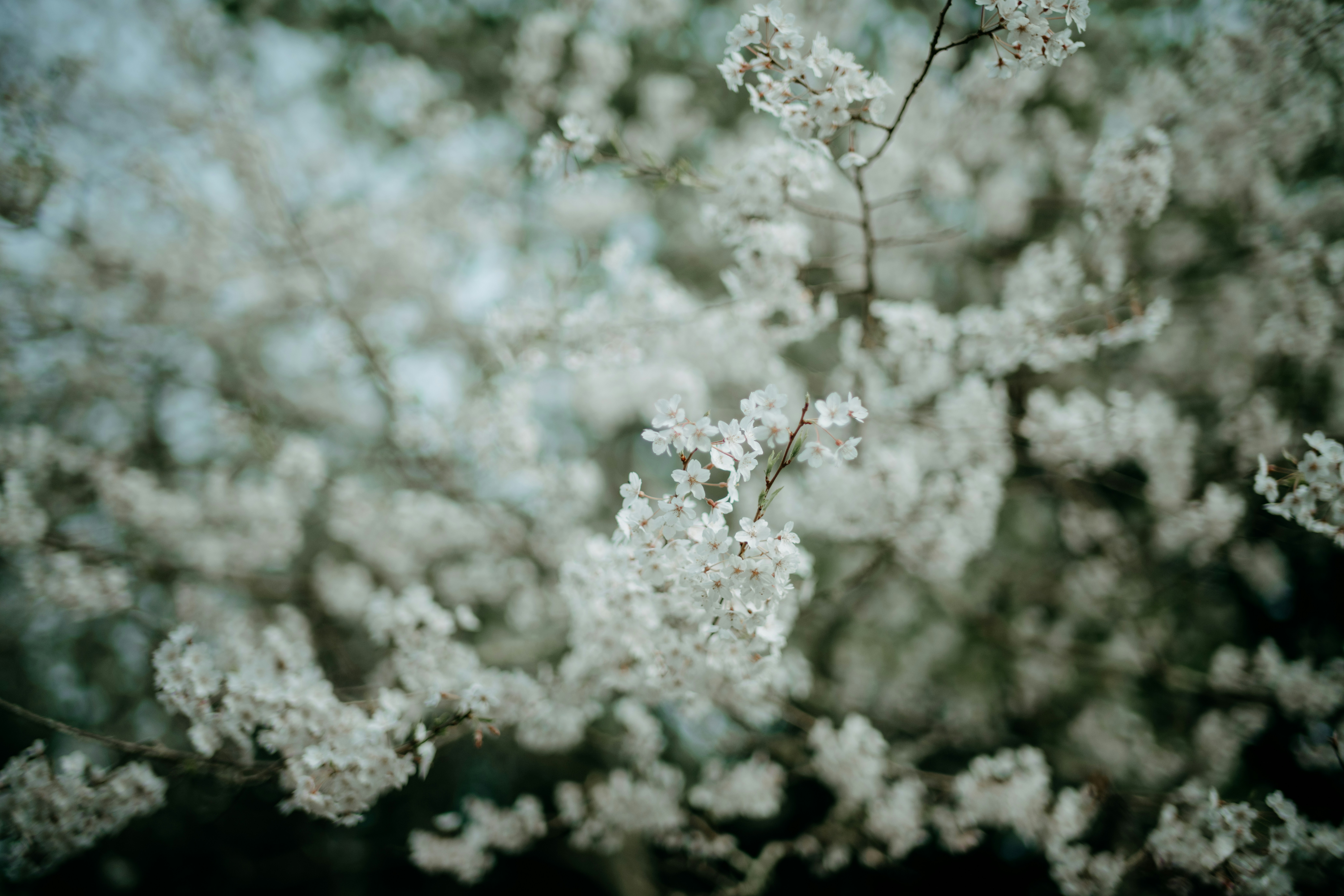 Delicate white blossoms on branches create a soft, dreamy background.