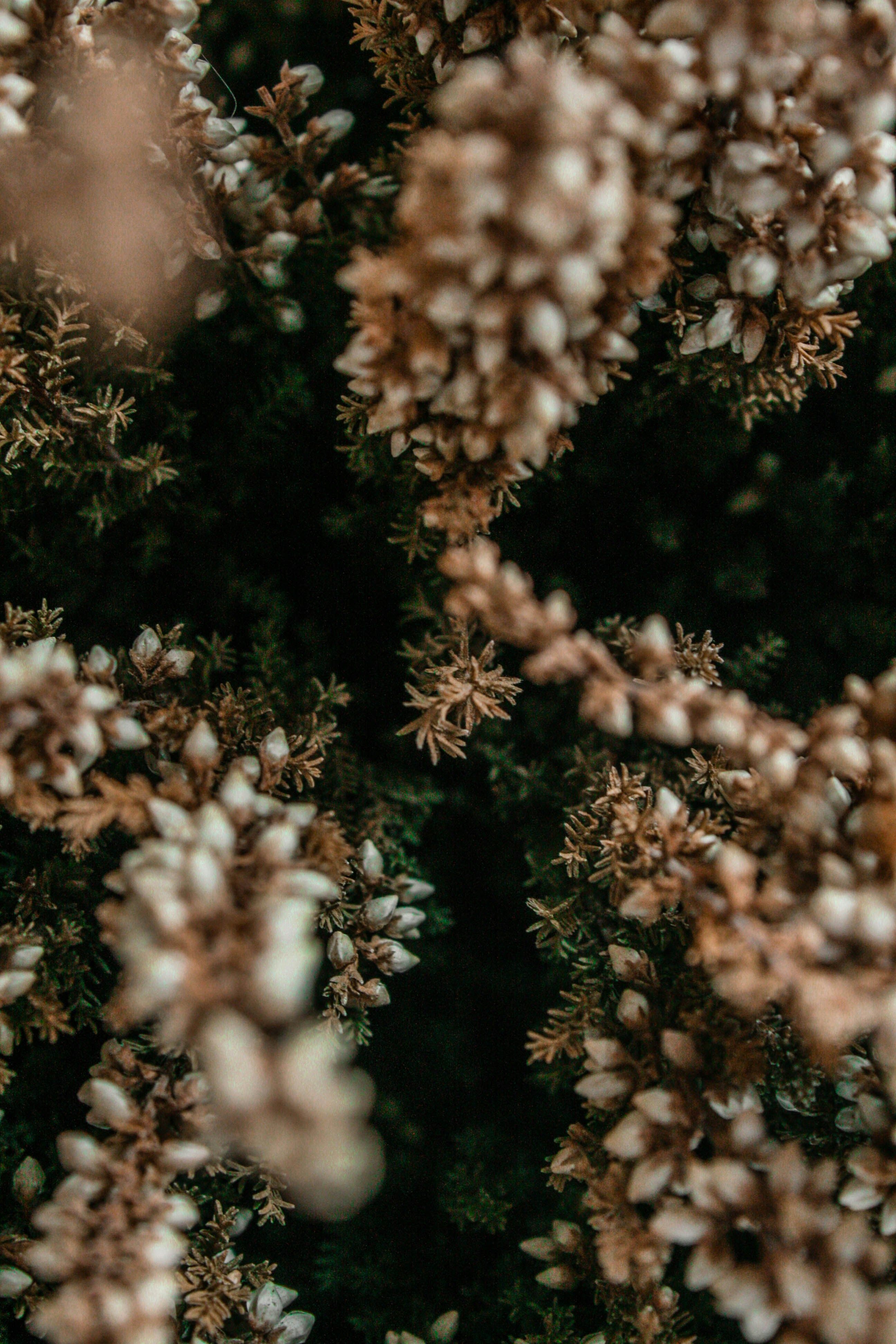 Delicate brown and white floral clusters intertwine against a dark backdrop, showcasing the intricate beauty of nature's design.
