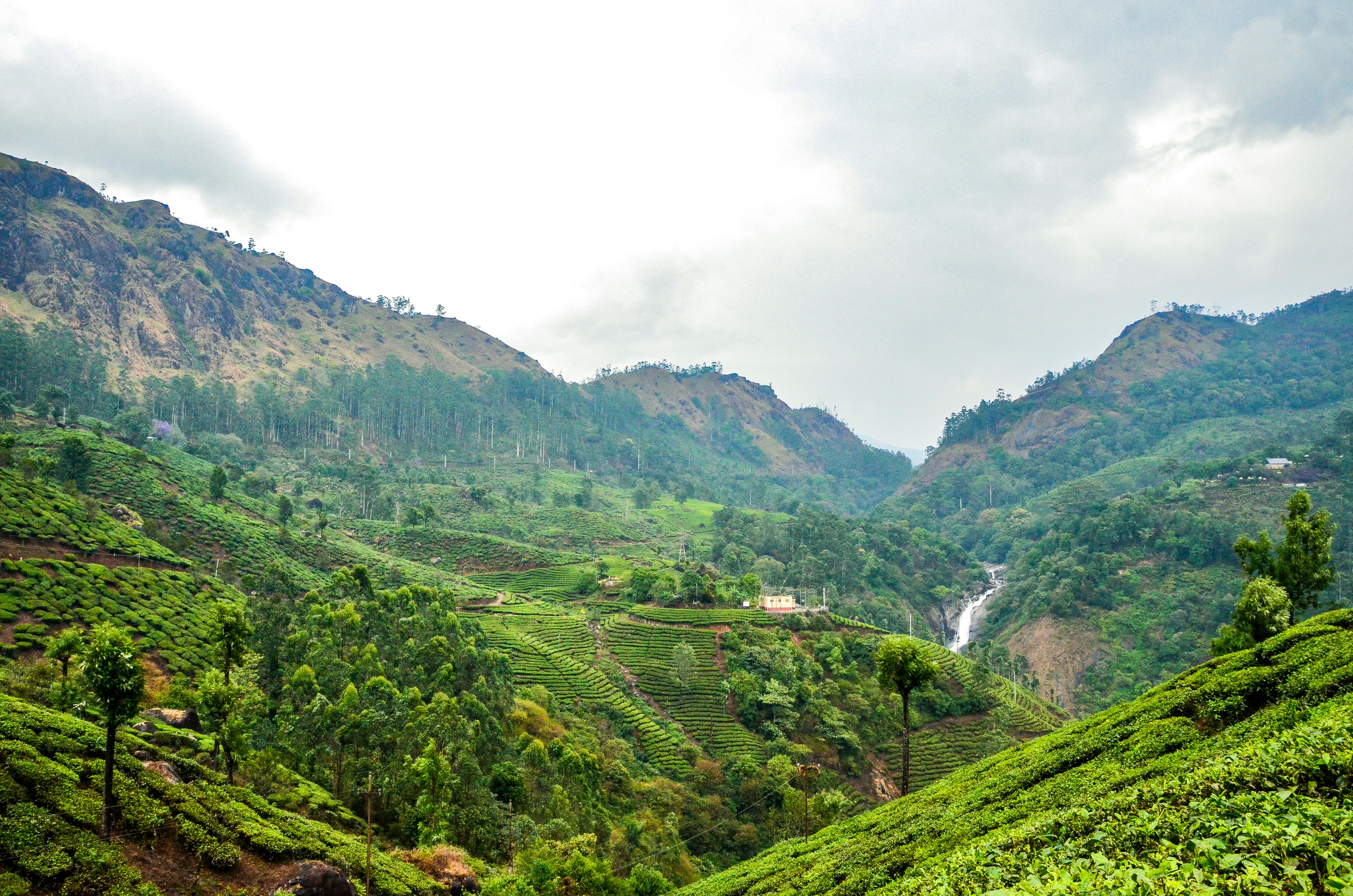 A scenic view of a tea estate in the mountains photo – Free Nature ...