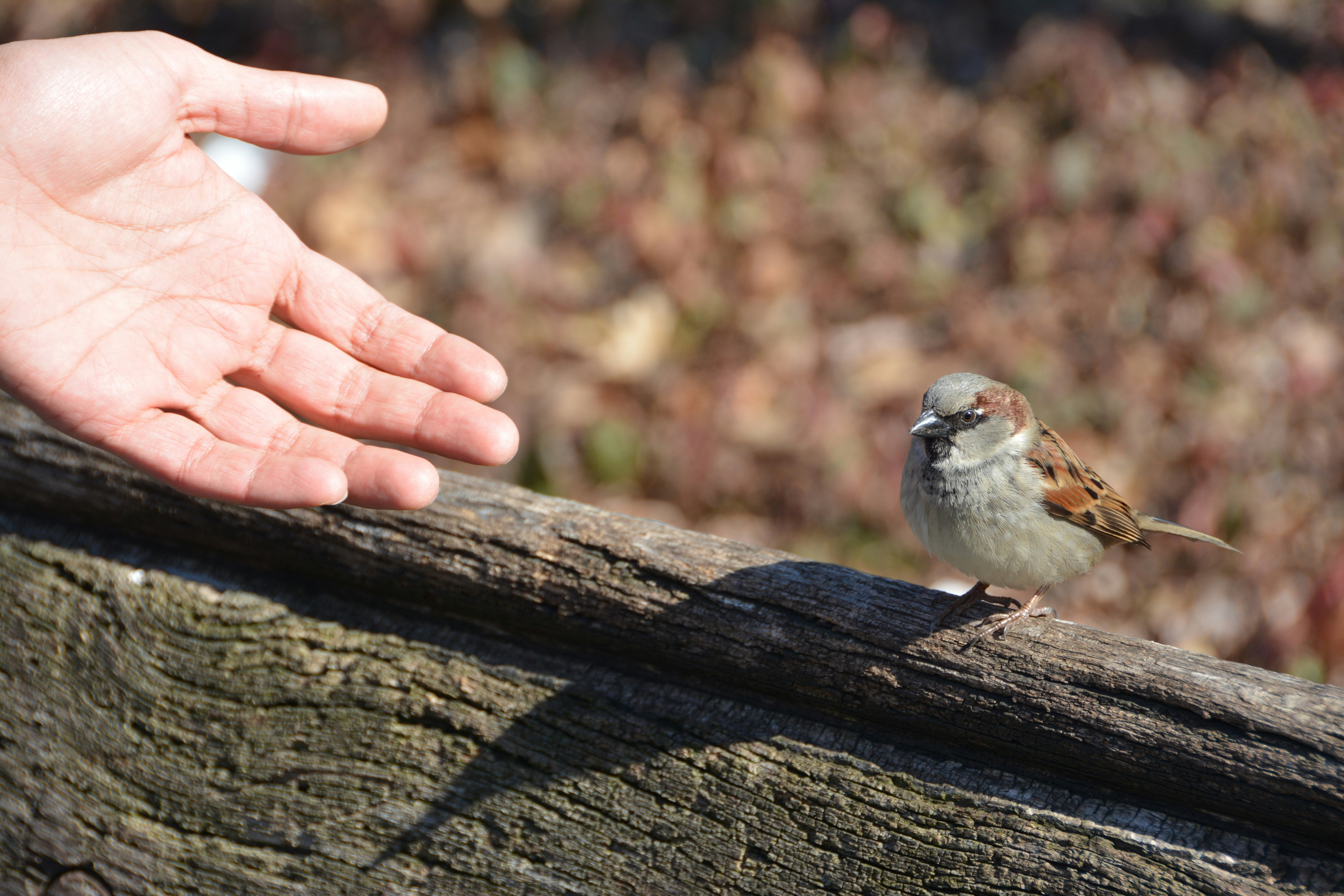 a small bird perched on top of a wooden fence