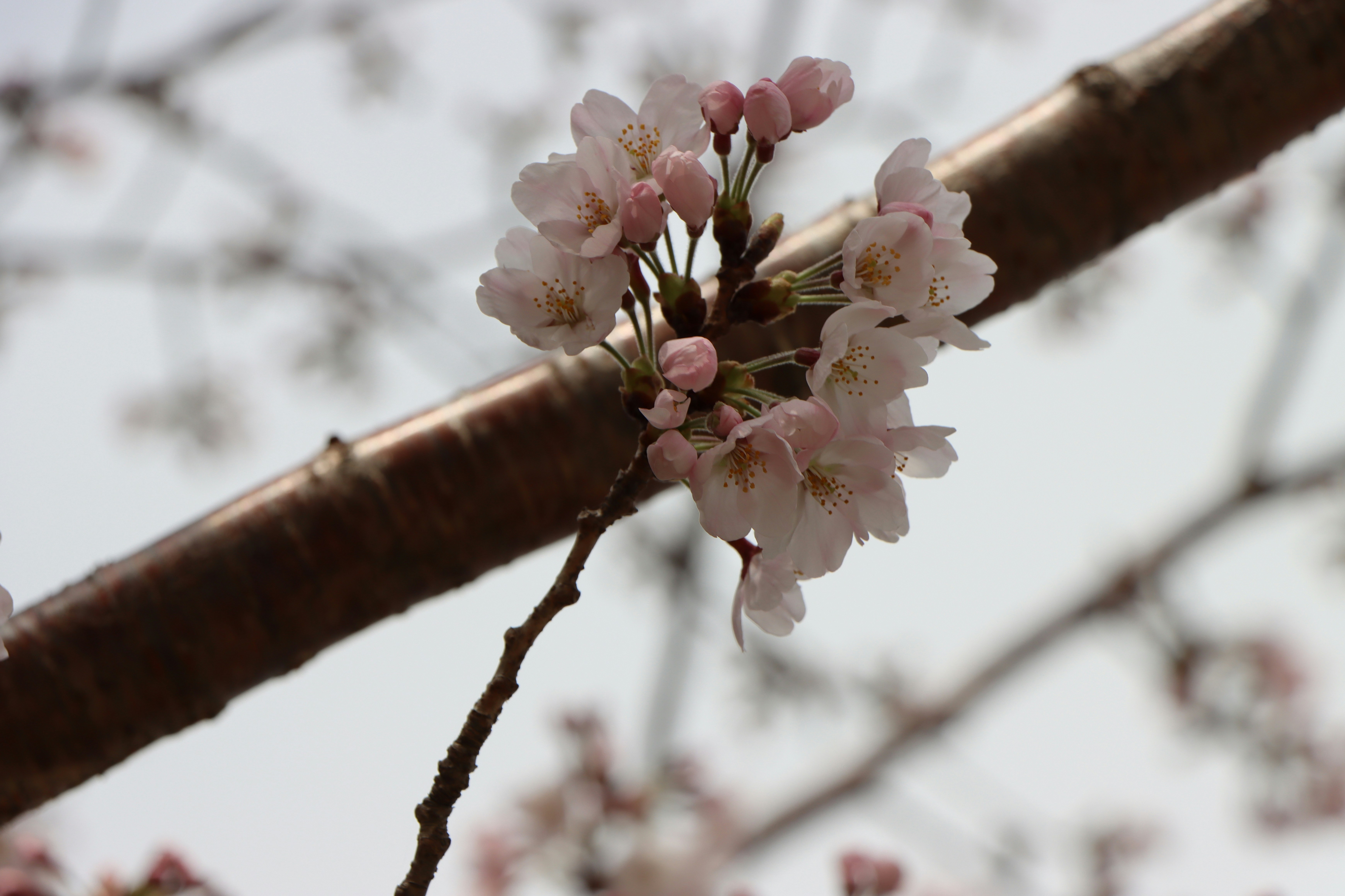 It's always happy and thankful to be able to closely look at cherry blossoms - such a beautiful flowers.