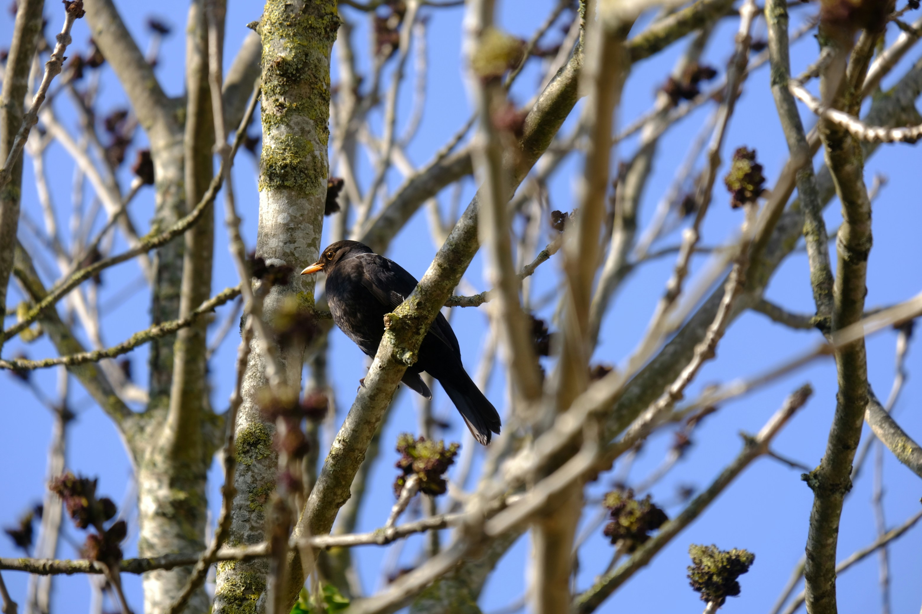 A black bird sitting on a tree branch photo – Free Bird Image on Unsplash