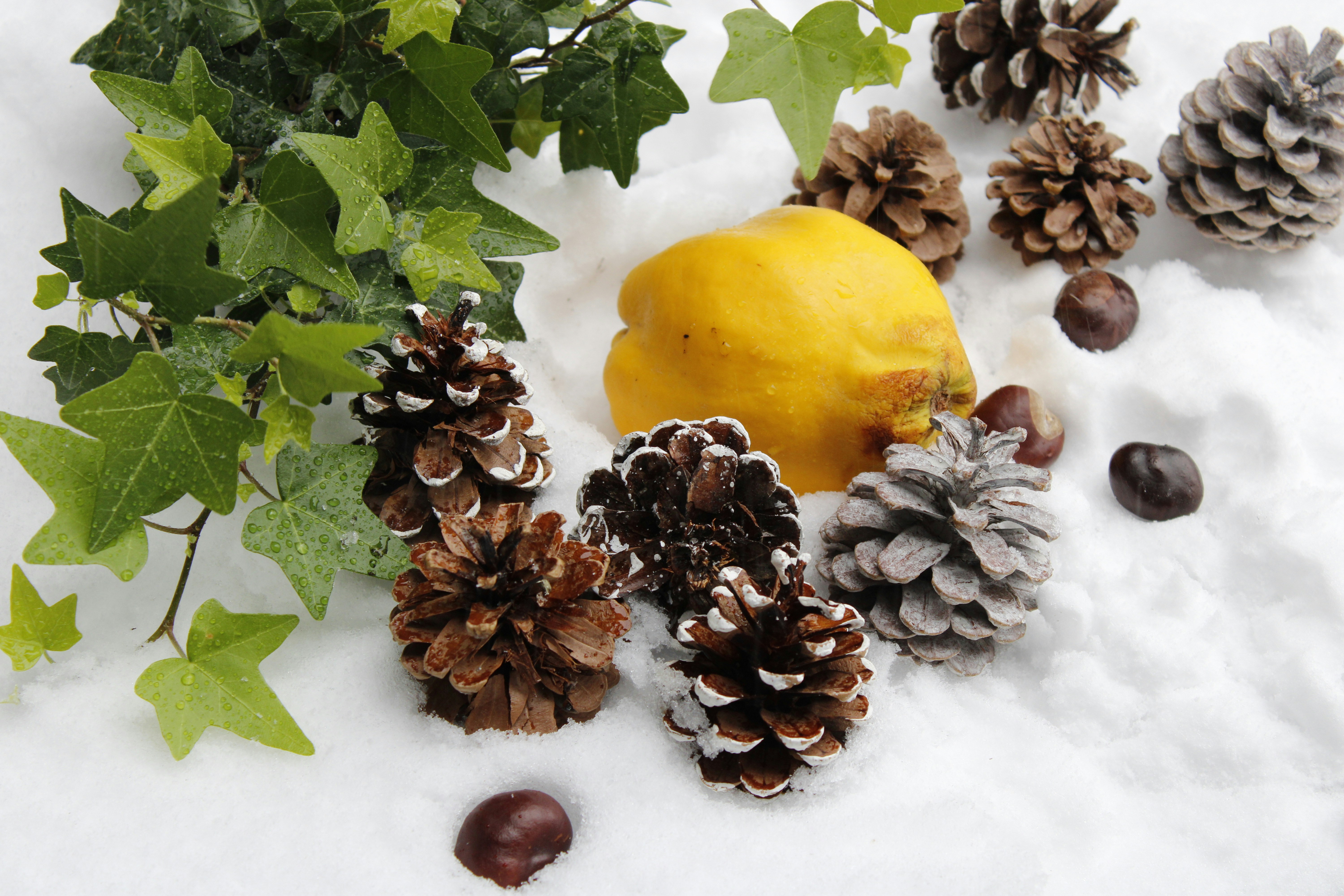 pine cones, acorns, and a lemon on a snow covered surface